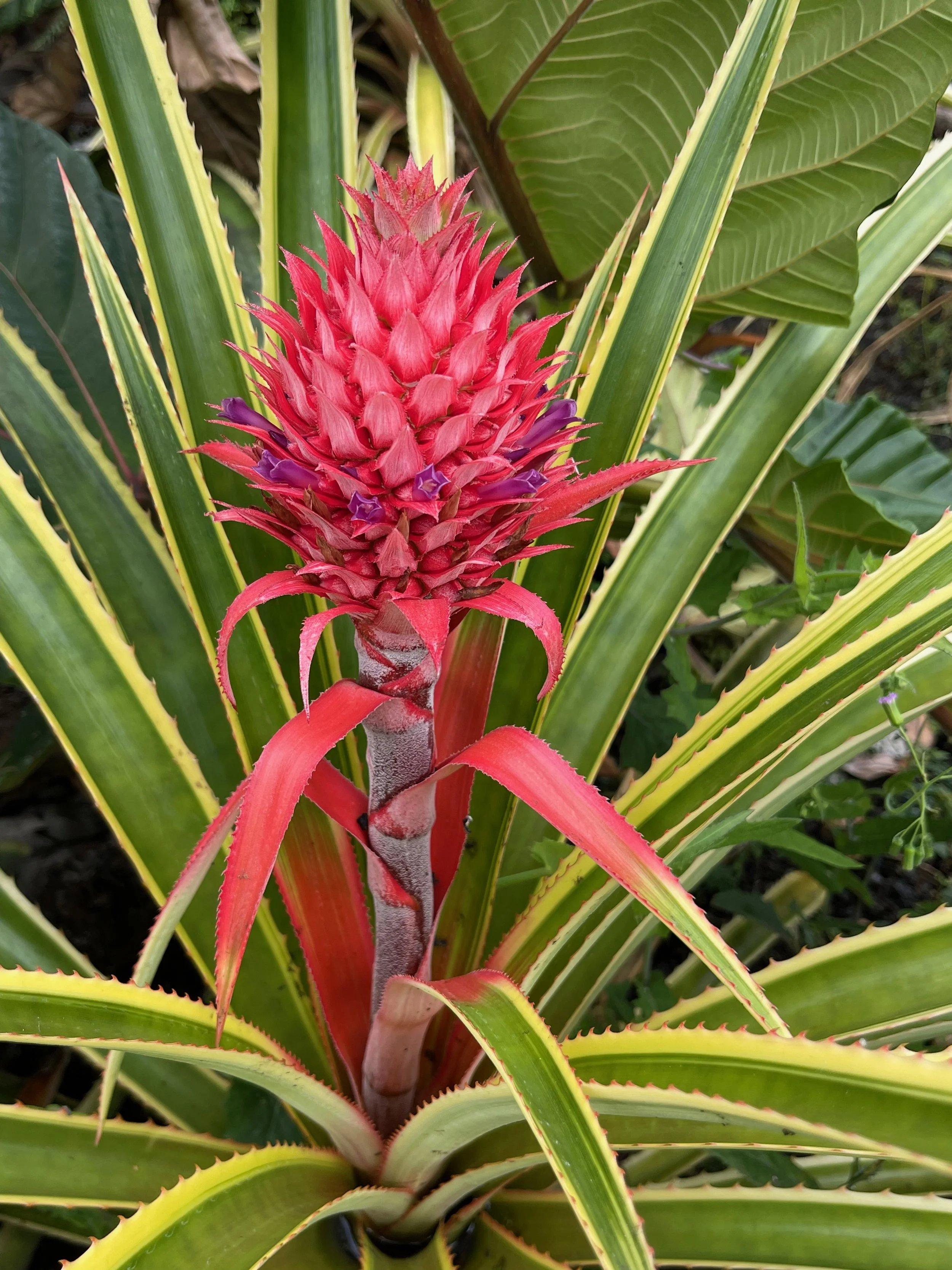 Ananas comosus variegata — Vintage Green Farms with Tom Piergrossi
