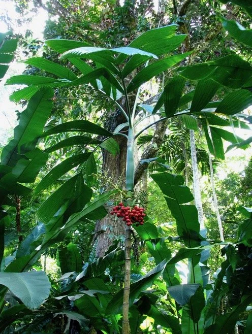 Areca guppyana — Vintage Green Farms with Tom Piergrossi