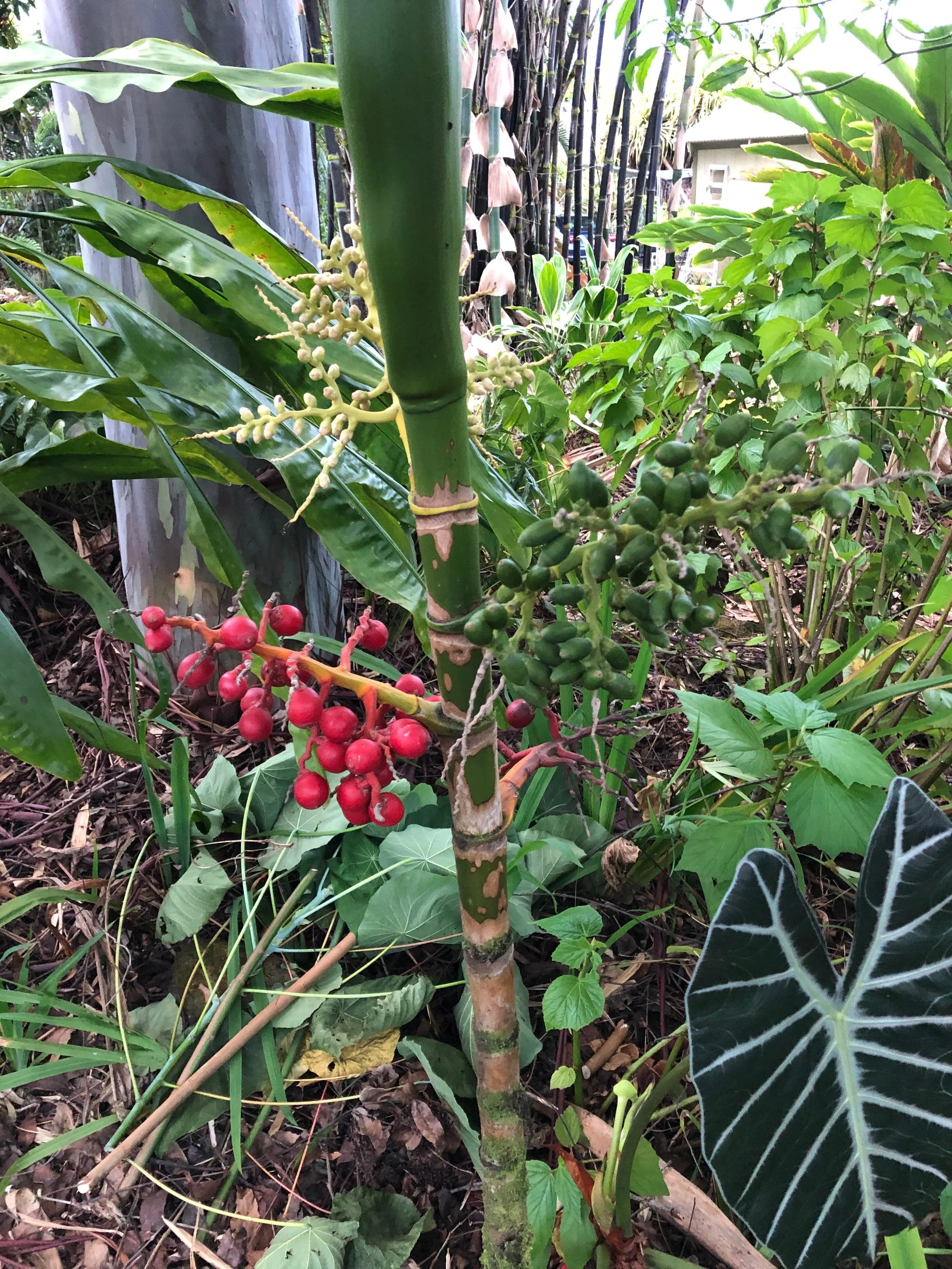 Areca guppyana — Vintage Green Farms with Tom Piergrossi