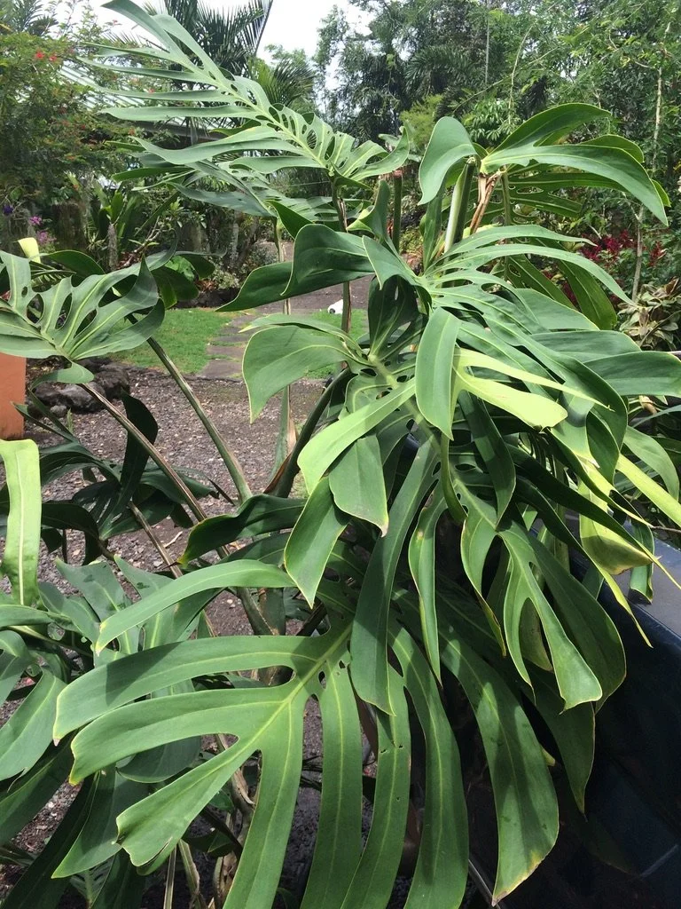 Monstera deliciosa var. sierrana — Vintage Green Farms with Tom Piergrossi