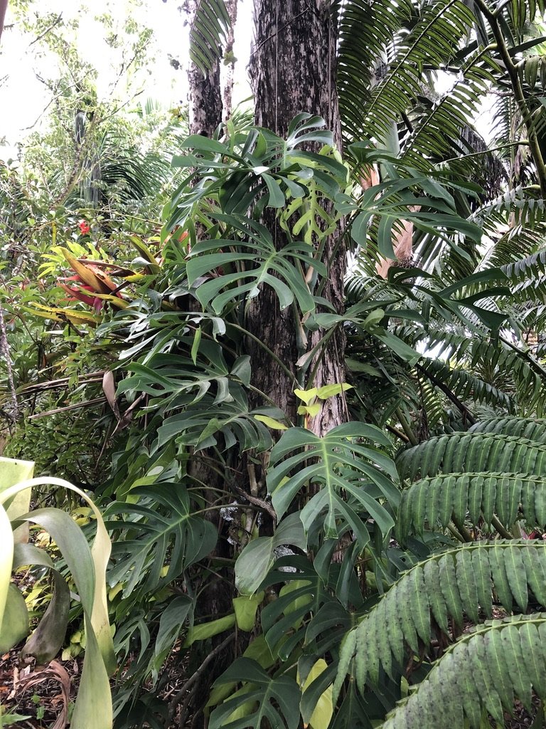 Monstera deliciosa var. sierrana — Vintage Green Farms with Tom Piergrossi