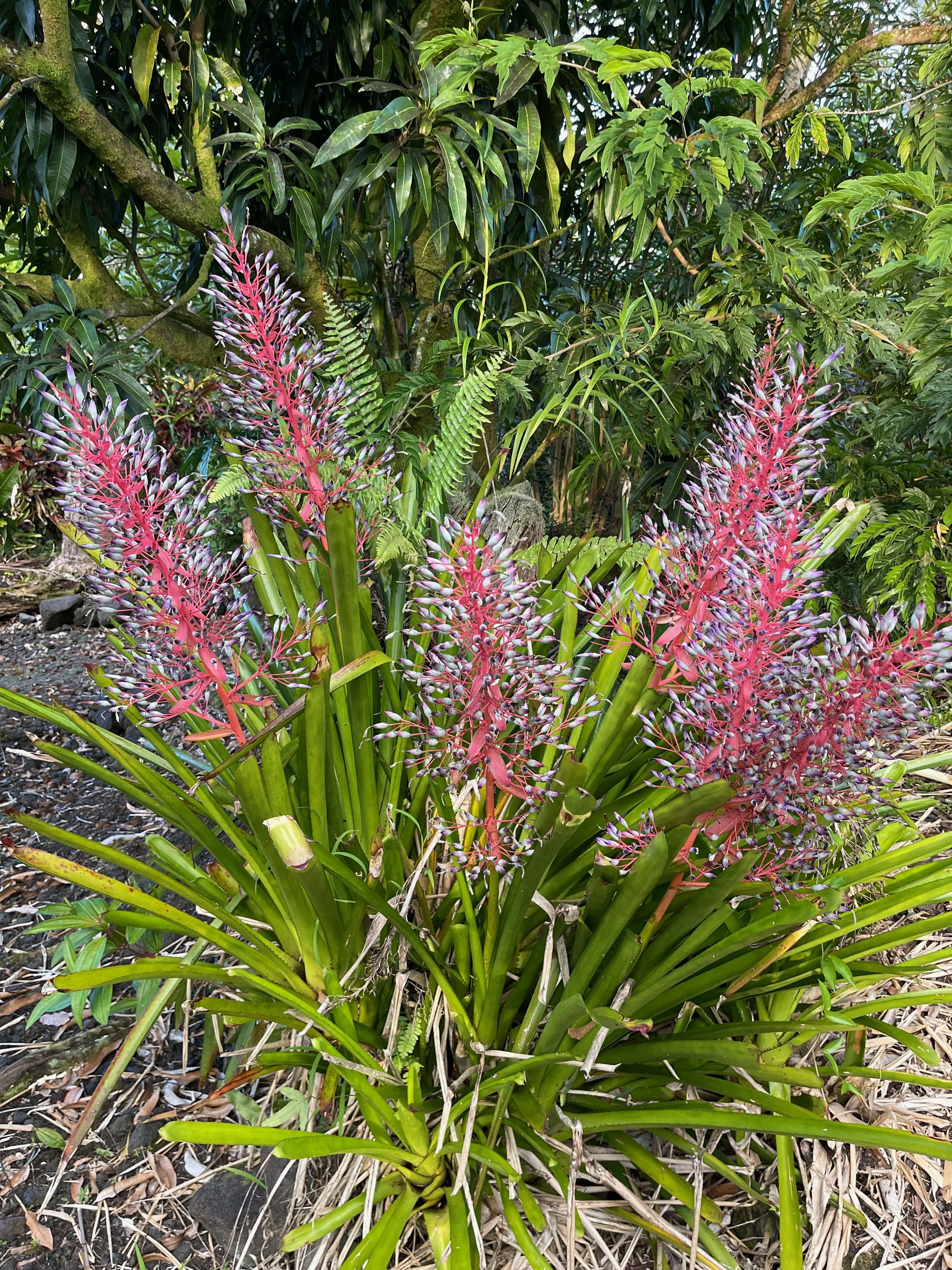 Portea petropolitana extensa — Vintage Green Farms with Tom Piergrossi