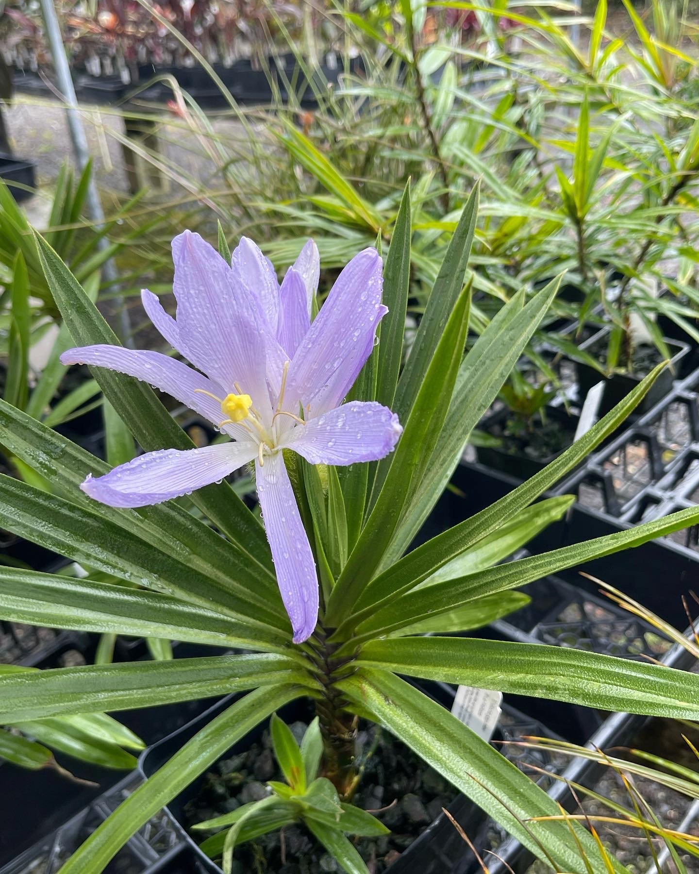 Vellozia gigantea — Vintage Green Farms with Tom Piergrossi