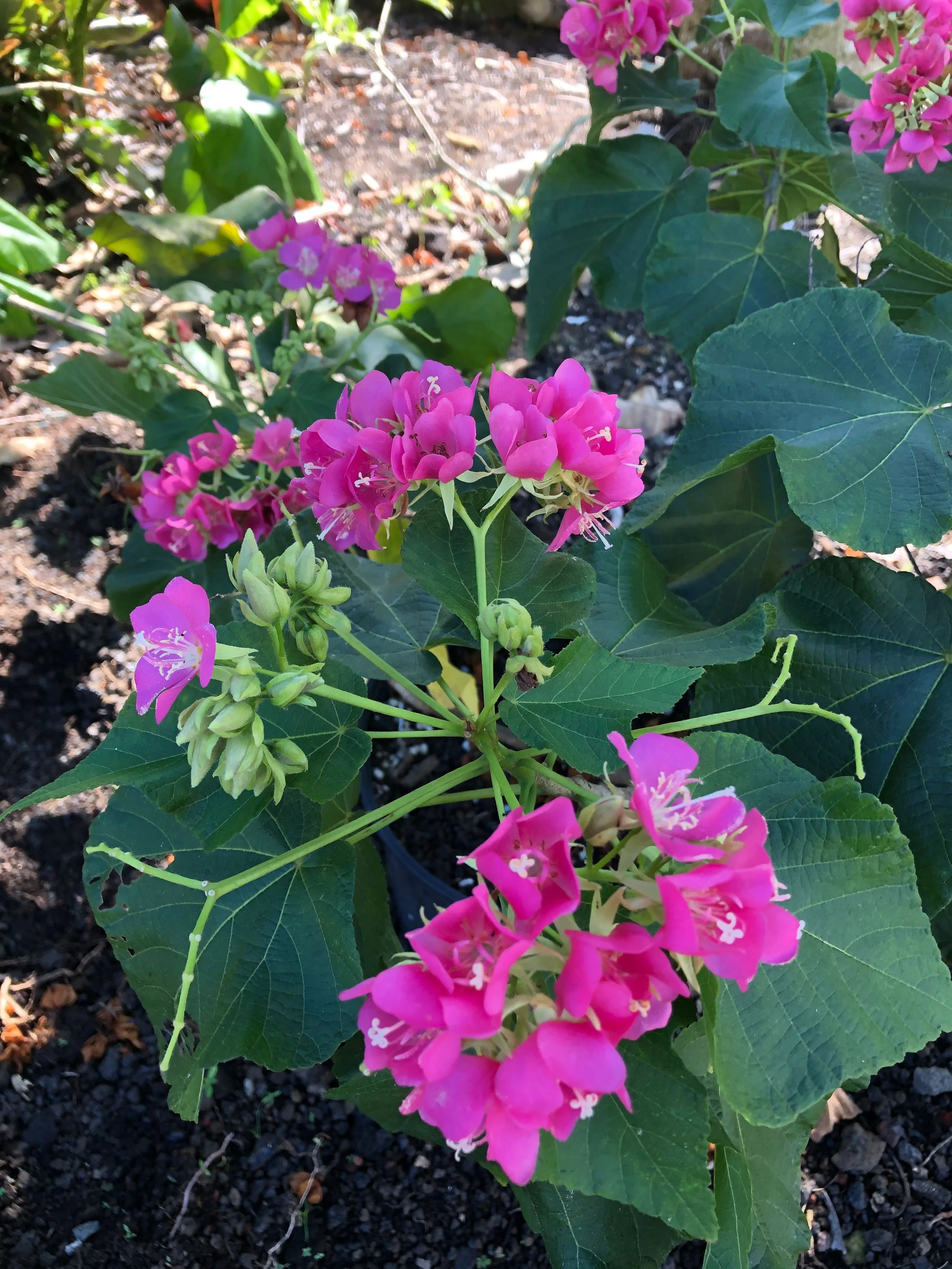 Dombeya x seminole — Vintage Green Farms with Tom Piergrossi