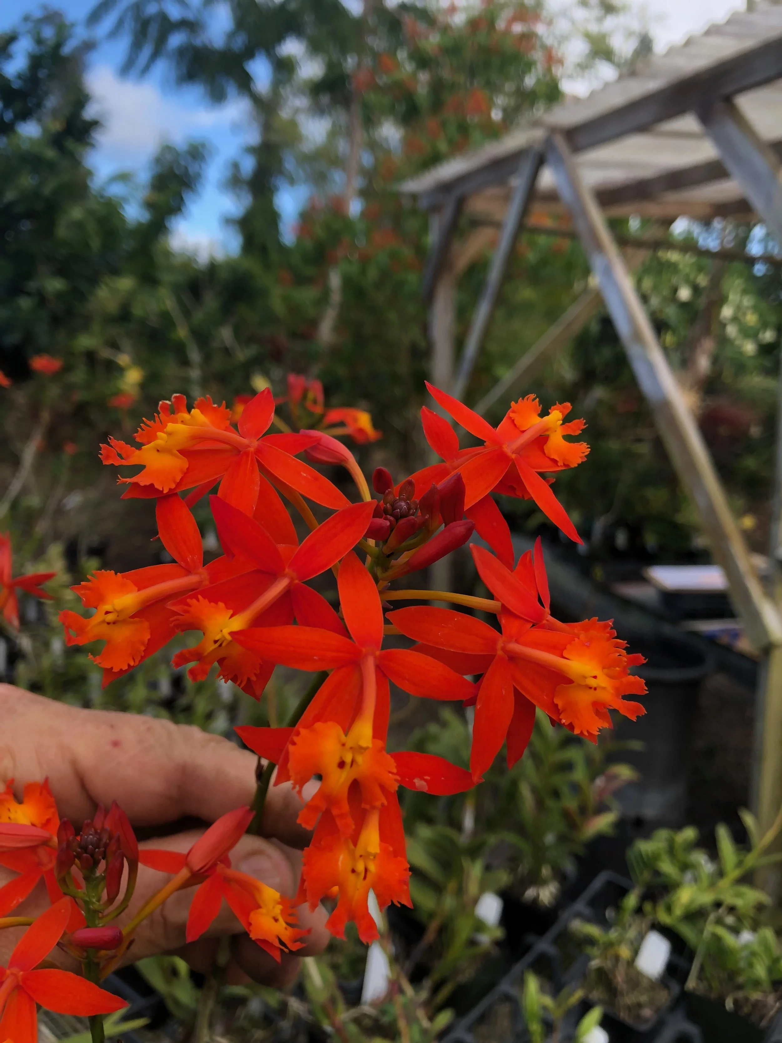 Orchid - Epidendrum — Vintage Green Farms with Tom Piergrossi