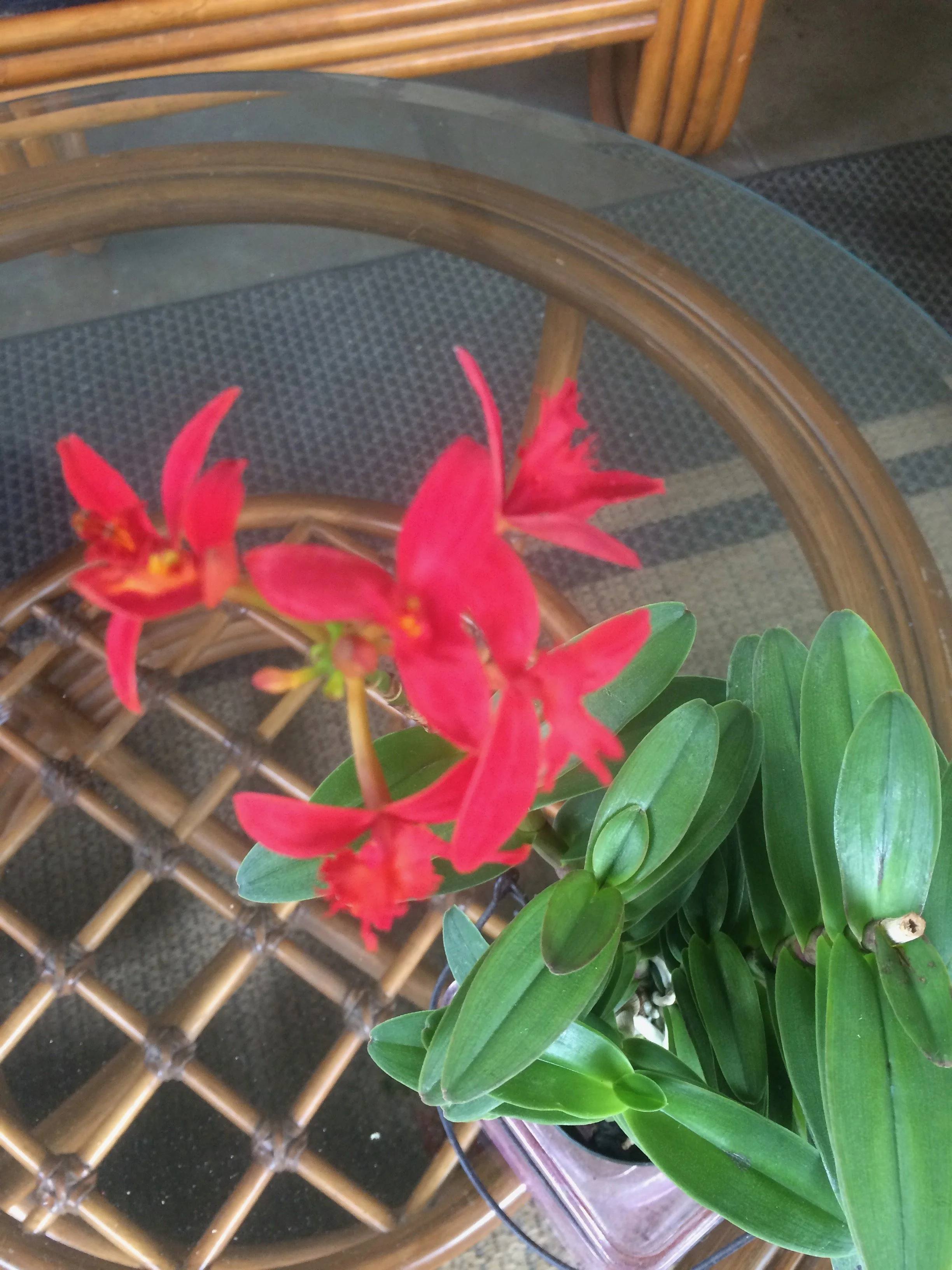 Epidendrum 'Sexy Red' (Sassy Red - Dark) — Vintage Green Farms with Tom ...