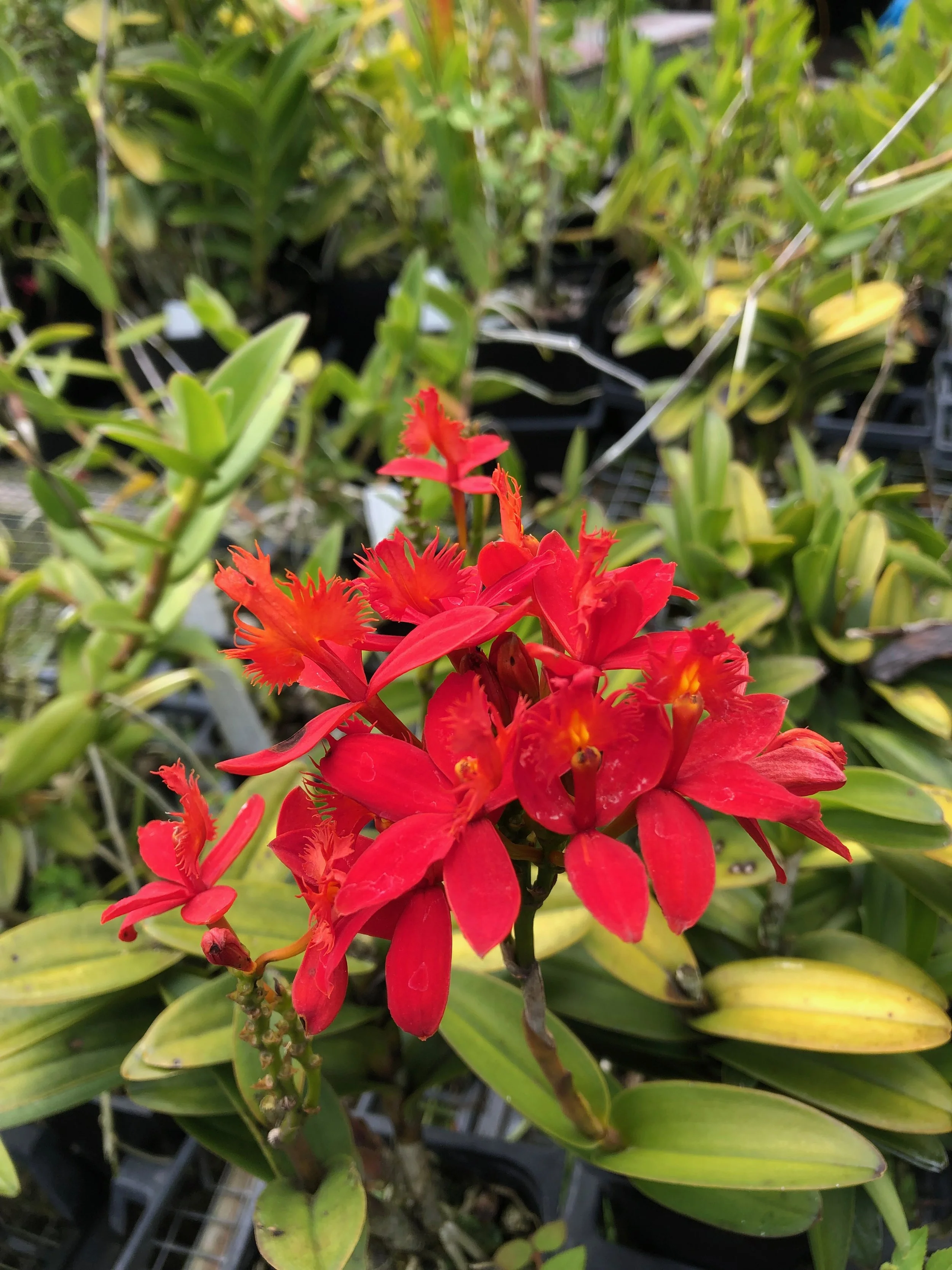 Orchid - Epidendrum — Vintage Green Farms with Tom Piergrossi