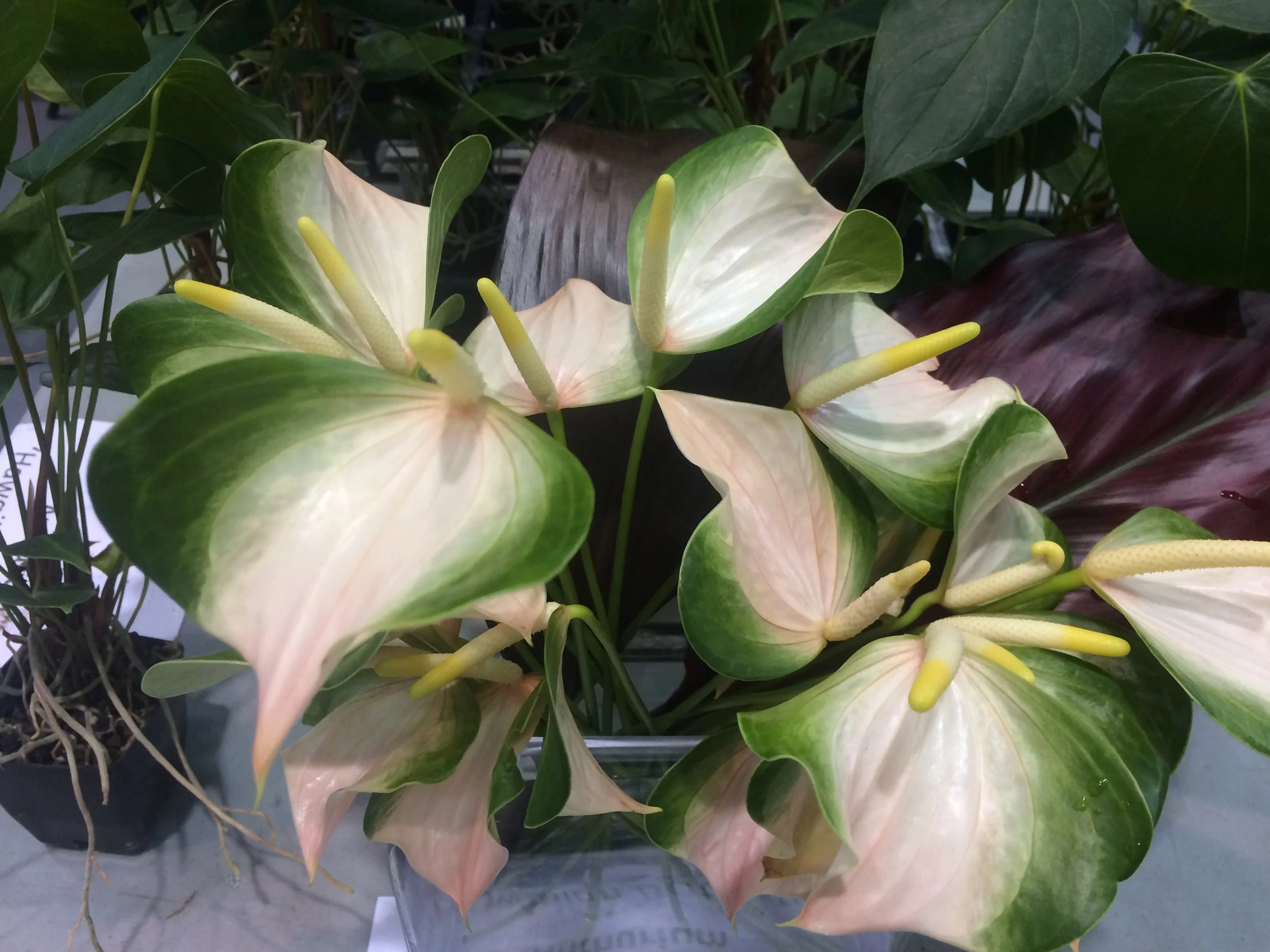 Anthurium 'Hawaiian Butterfly' — Vintage Green Farms with Tom Piergrossi