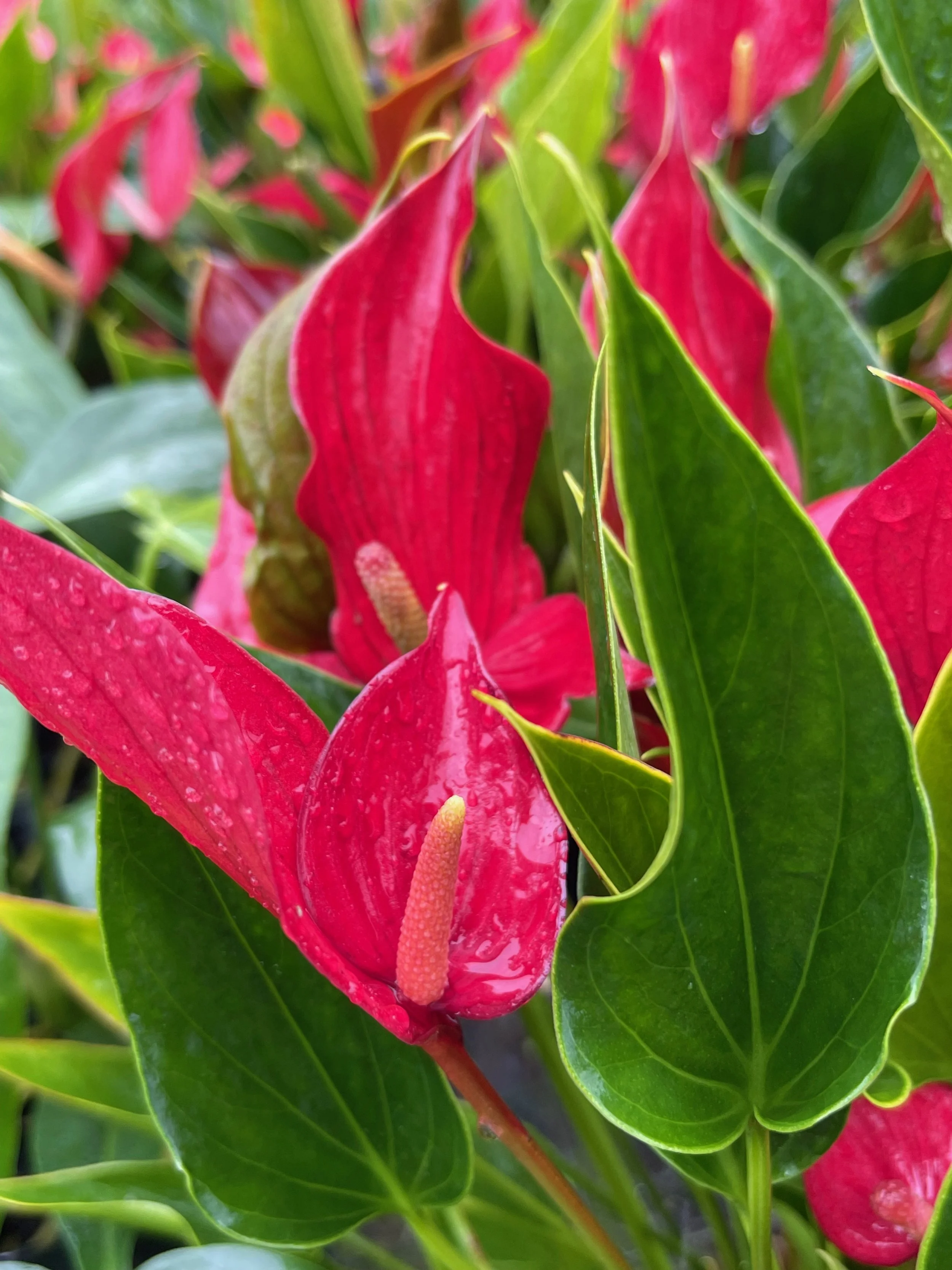 Anthurium 'Million Flowers Bordeaux' — Vintage Green Farms with Tom ...