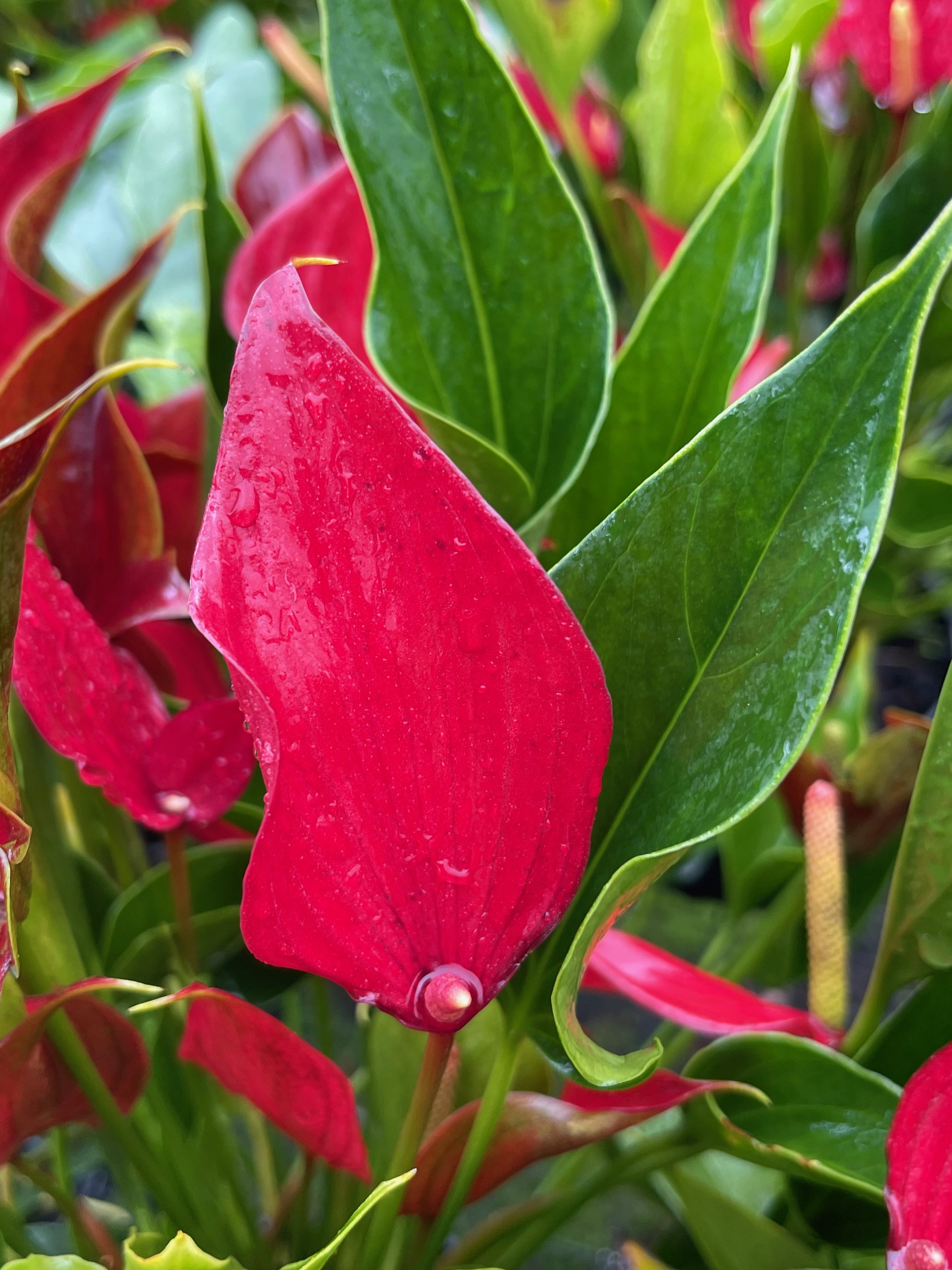 Anthurium 'Million Flowers Bordeaux' — Vintage Green Farms with Tom ...