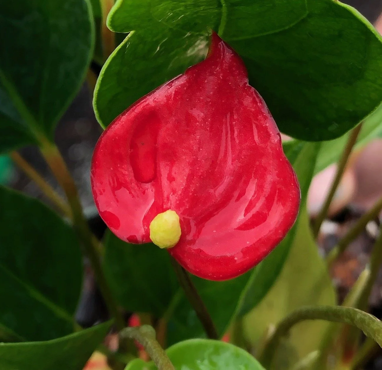 Anthurium 'Million Flowers Red' — Vintage Green Farms with Tom Piergrossi