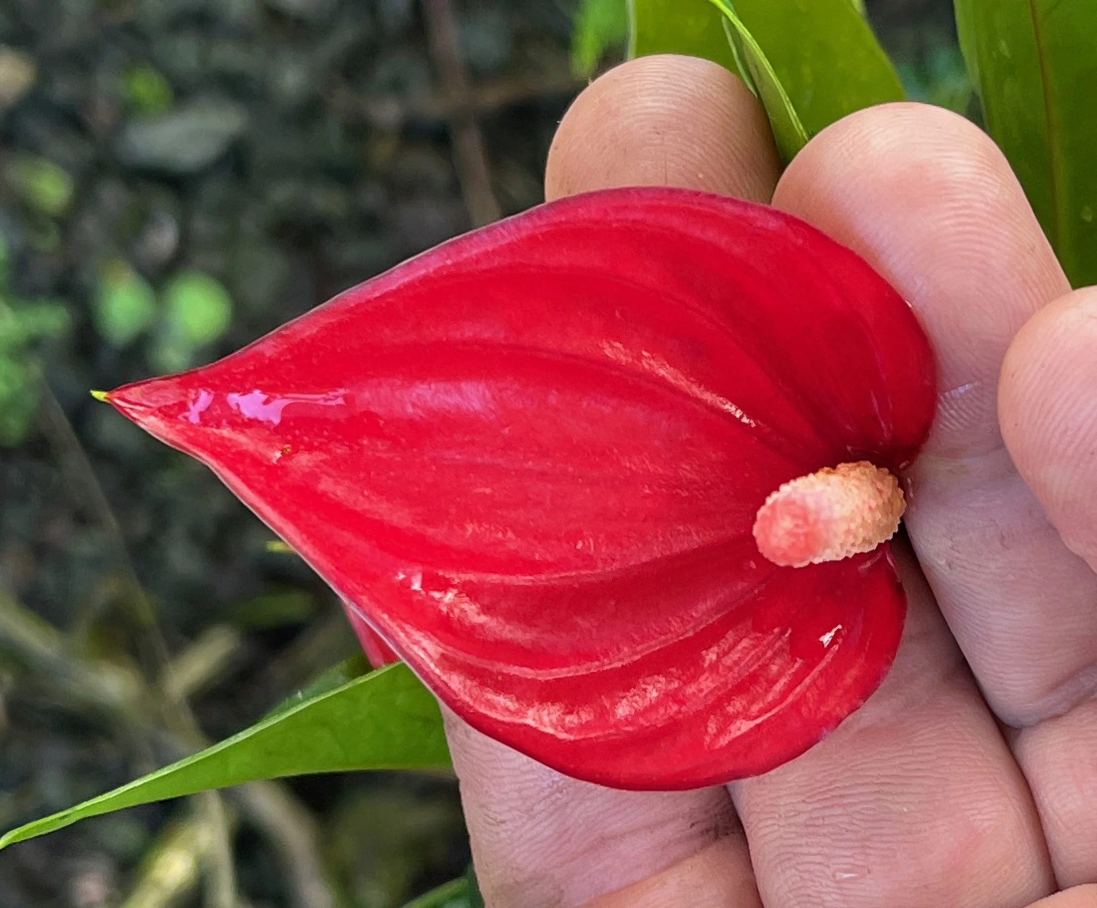 Anthurium 'Million Flowers Red' — Vintage Green Farms with Tom Piergrossi