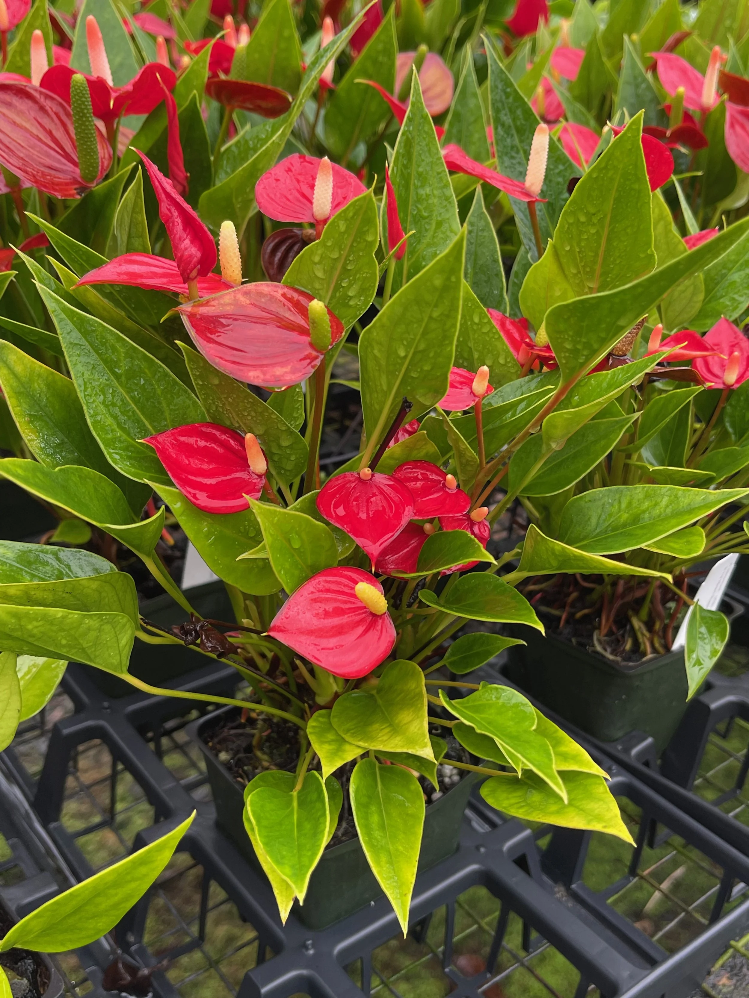 Anthurium 'Million Flowers Red' — Vintage Green Farms with Tom Piergrossi