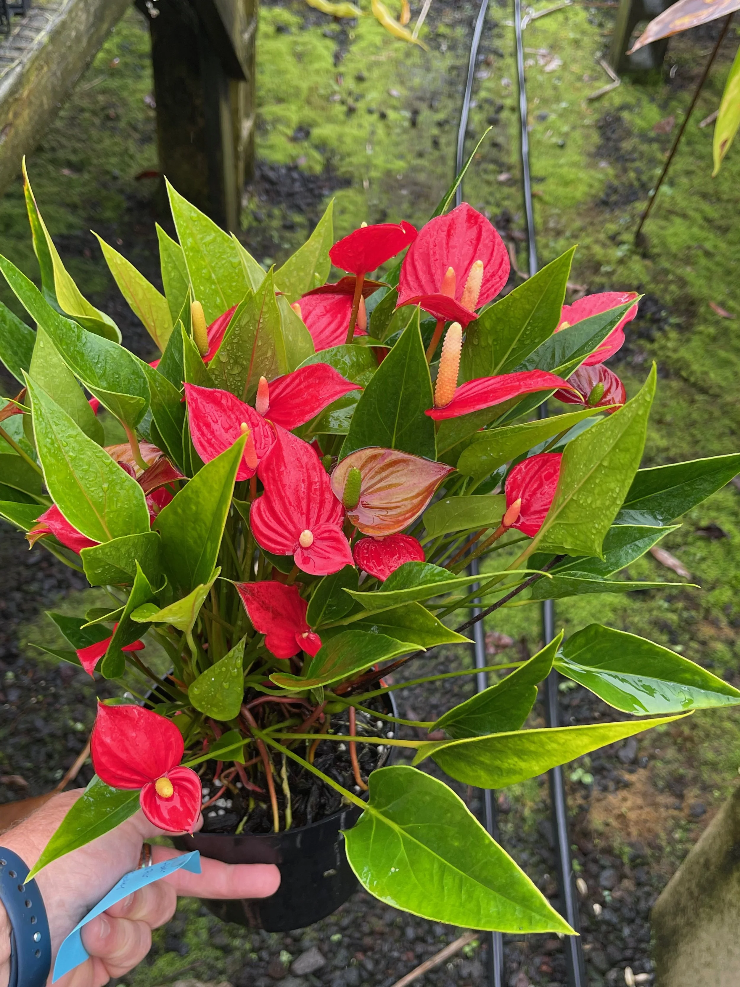 Anthurium 'Million Flowers Red' — Vintage Green Farms with Tom Piergrossi