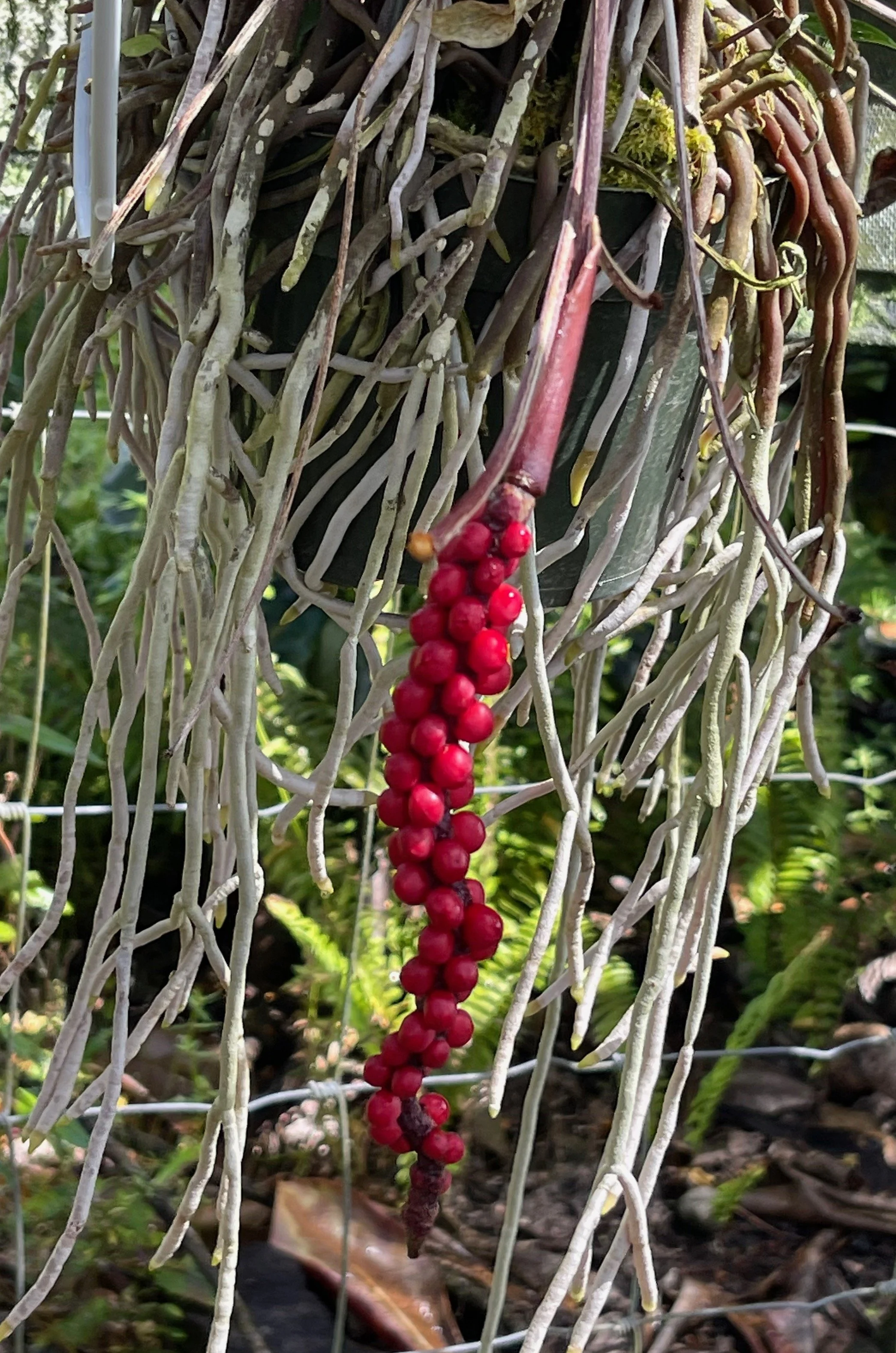 Anthurium gracile — Vintage Green Farms with Tom Piergrossi
