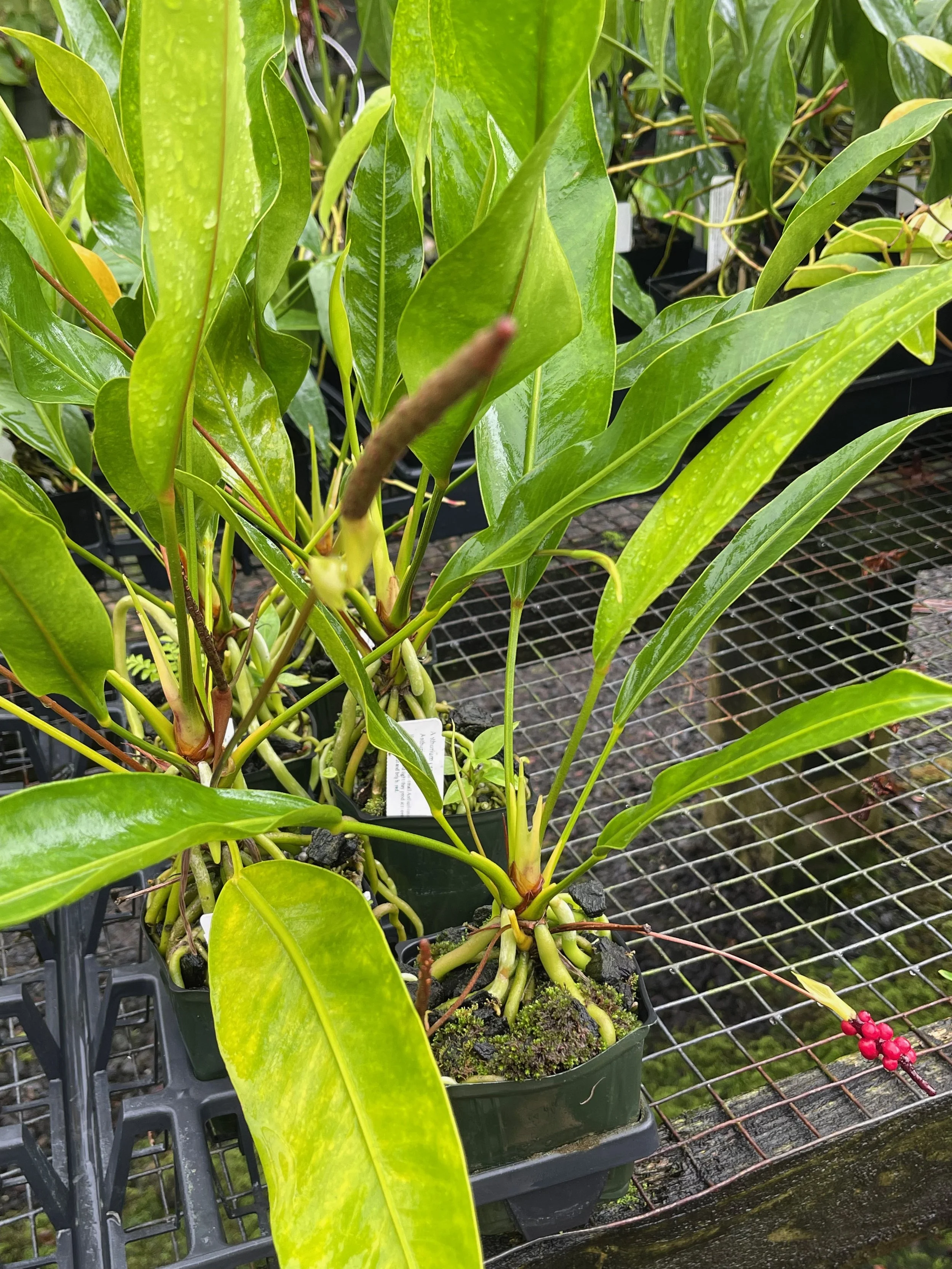 Anthurium gracile — Vintage Green Farms with Tom Piergrossi