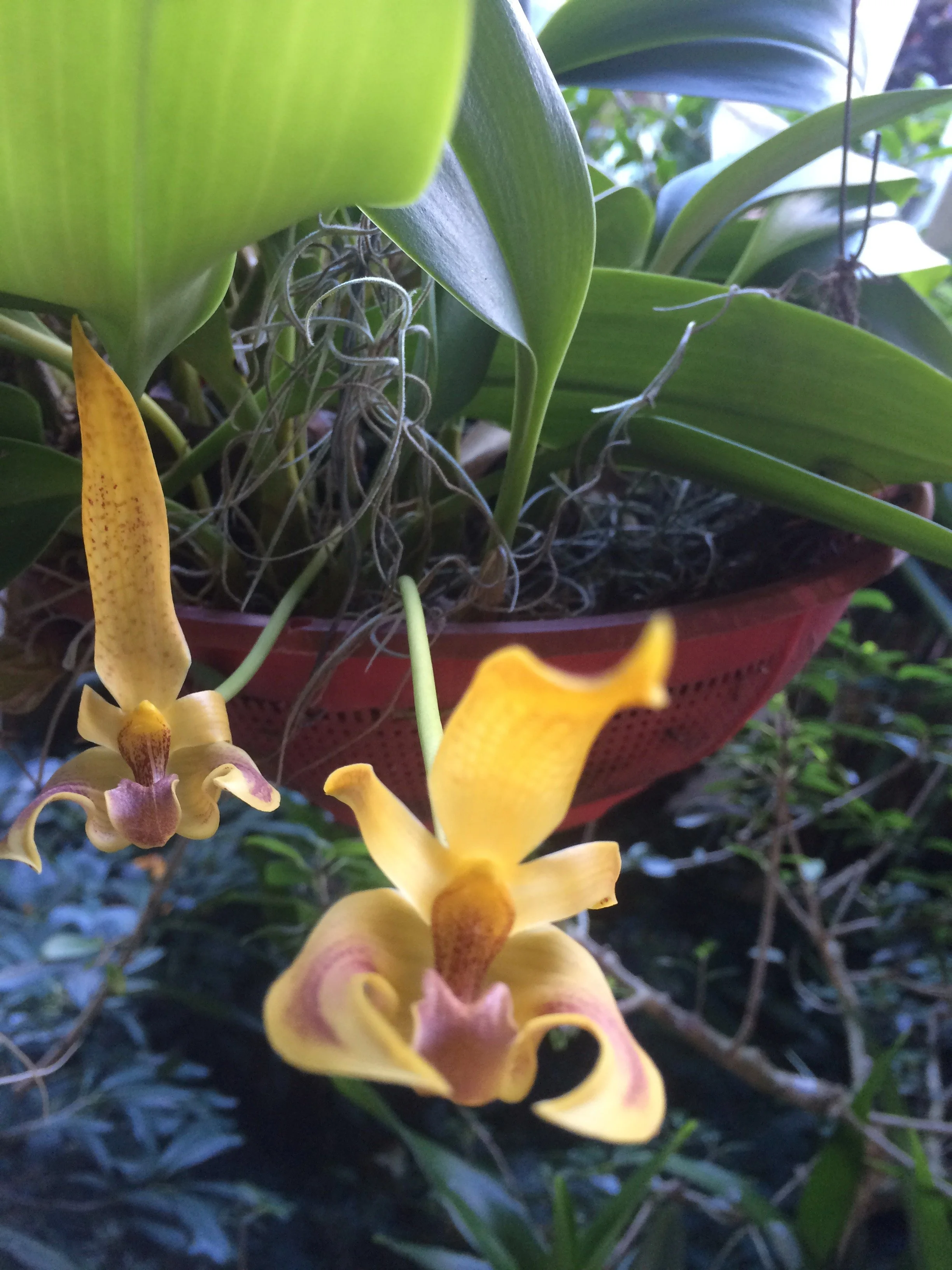 Bulbophyllum orectopetalum — Vintage Green Farms with Tom Piergrossi