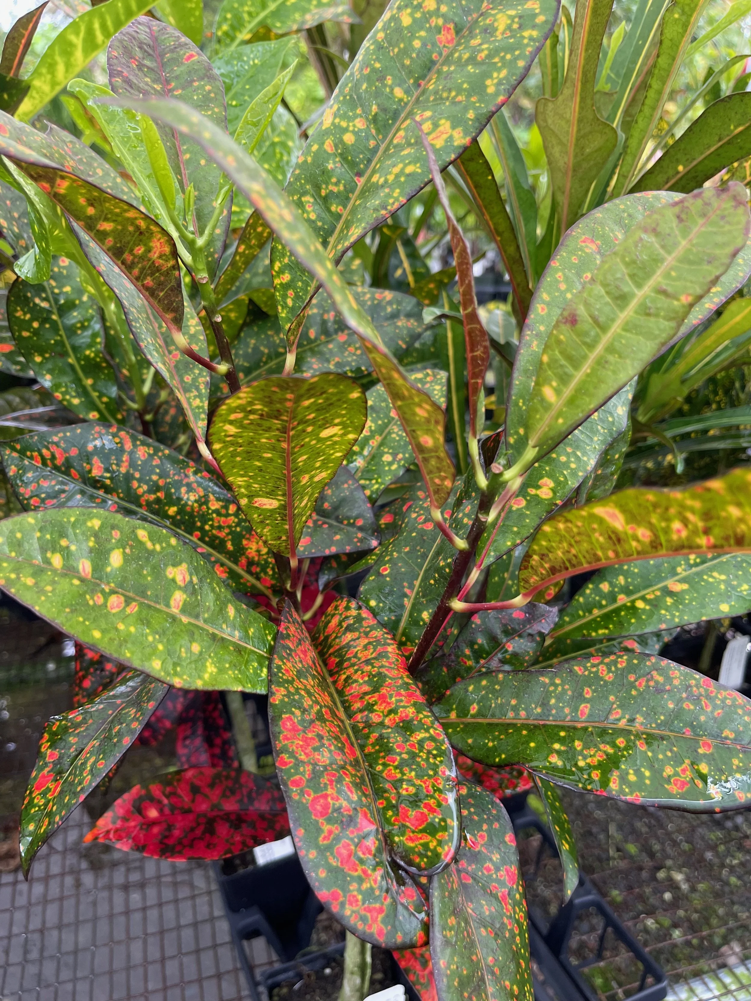 Codiaeum (Kehena Freckles) — Vintage Green Farms with Tom Piergrossi