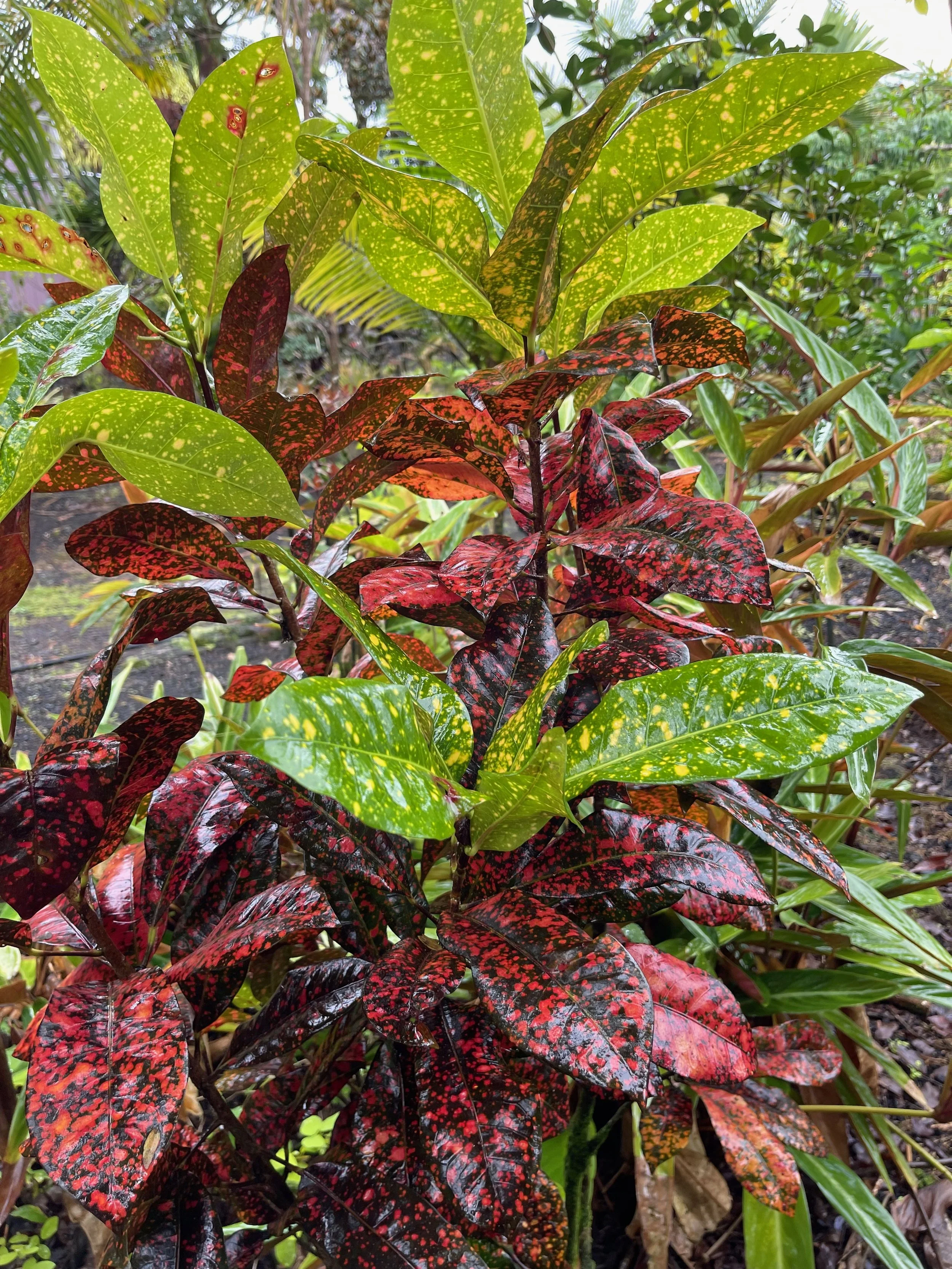 Codiaeum (Kehena Freckles) — Vintage Green Farms with Tom Piergrossi