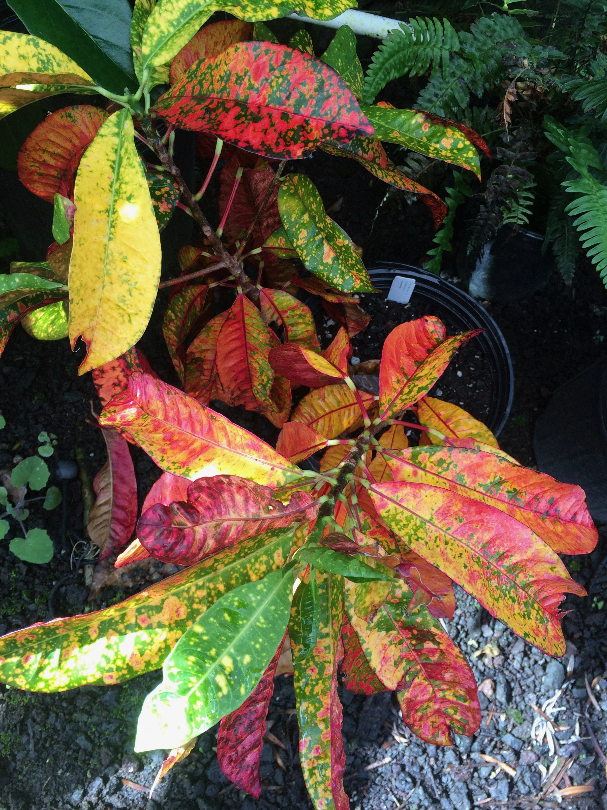 Codiaeum (Kehena Freckles) — Vintage Green Farms with Tom Piergrossi