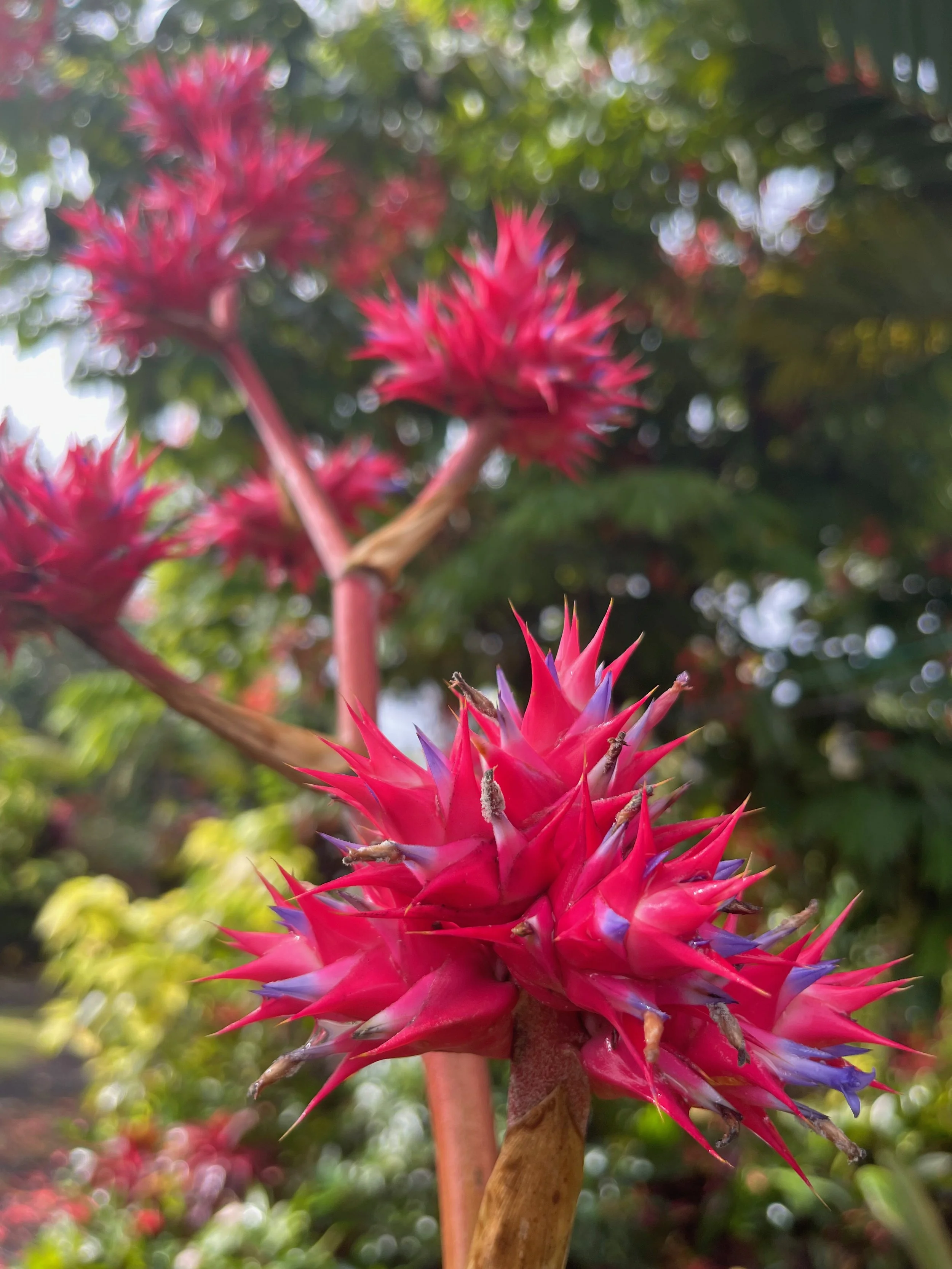 Hohenbergia stellata cv. 'Maria Valentina' — Vintage Green Farms with ...