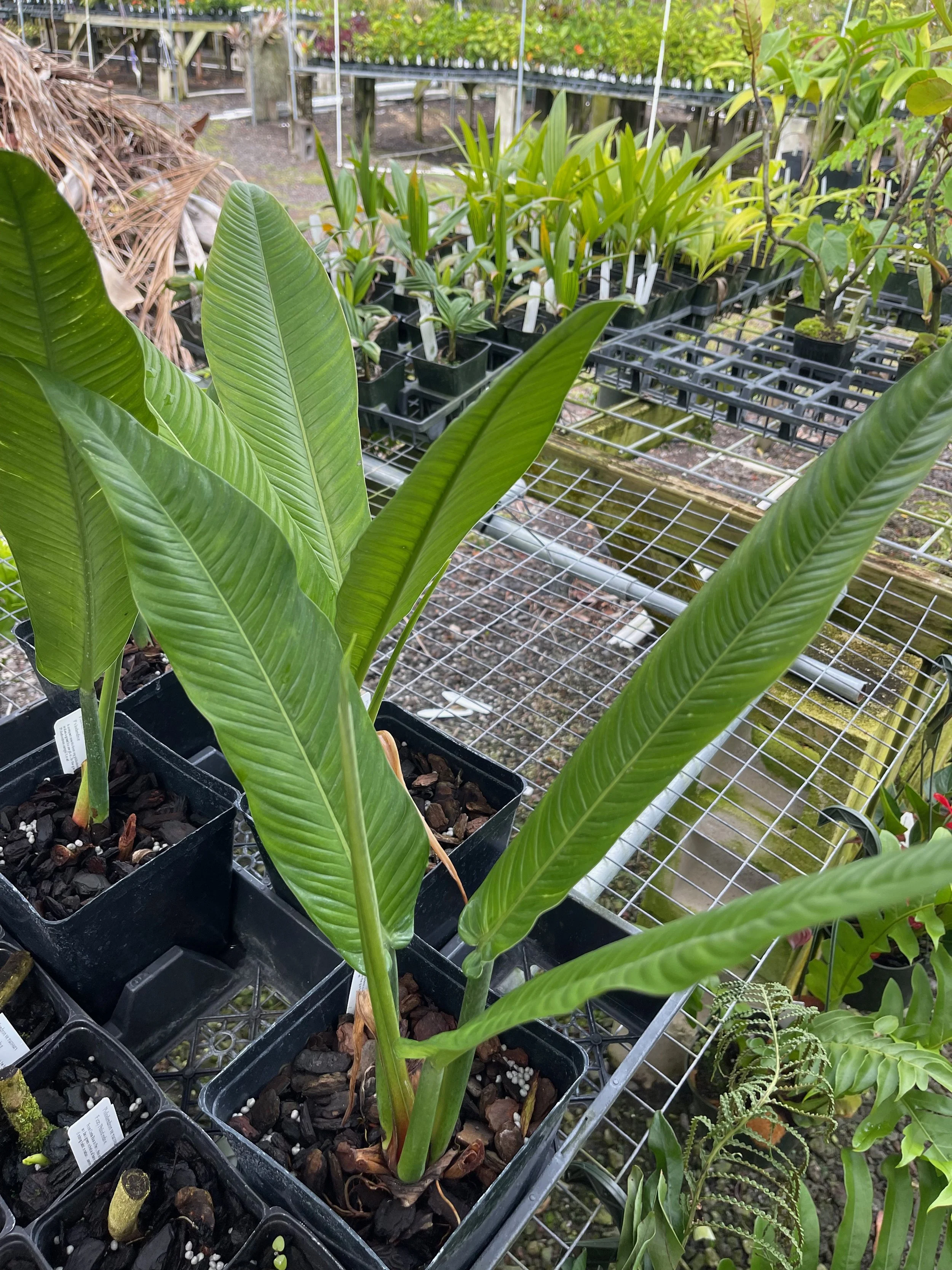 Philodendron campii 'Lynette' — Vintage Green Farms with Tom Piergrossi