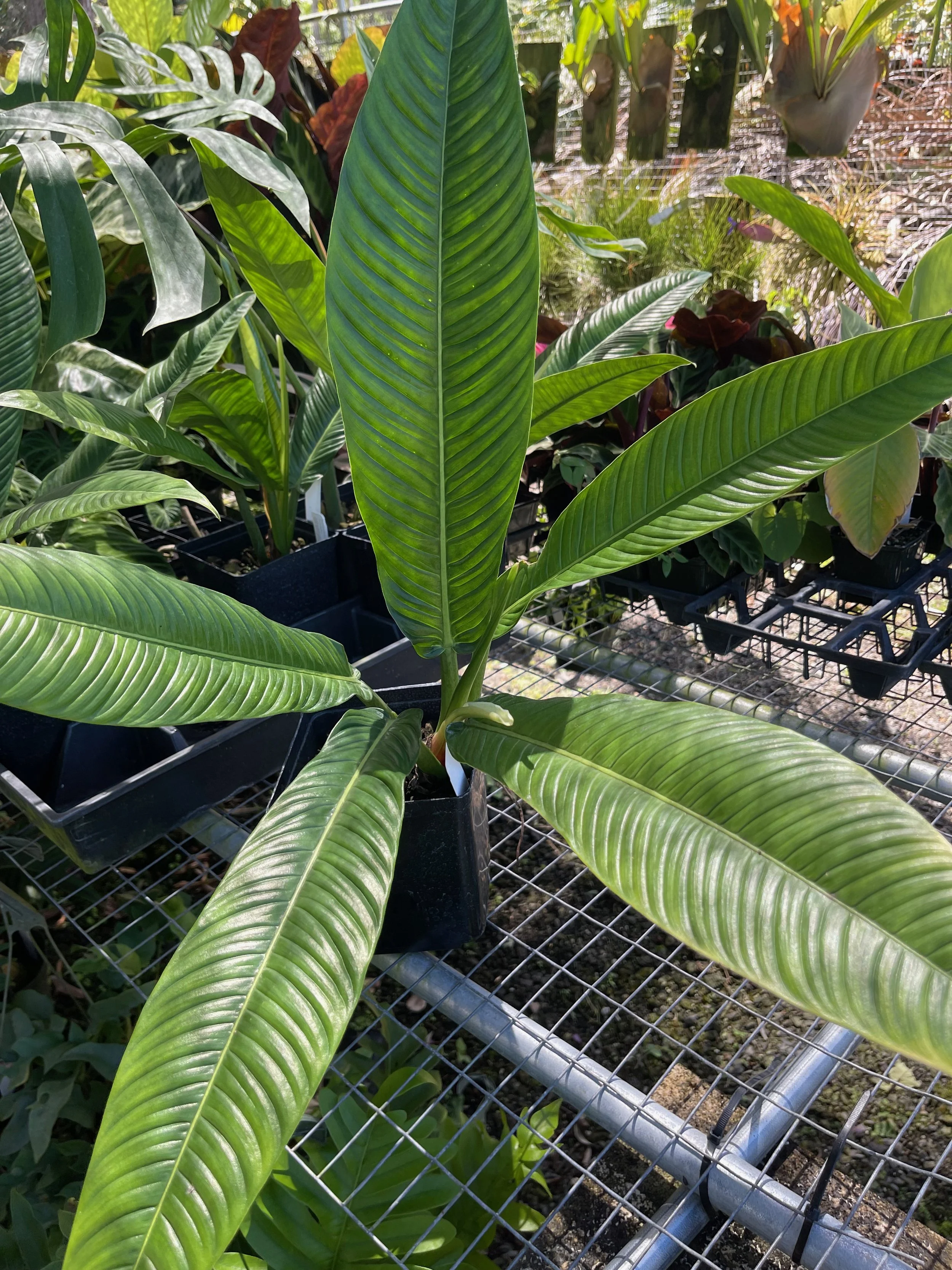 Philodendron campii 'Lynette' — Vintage Green Farms with Tom Piergrossi