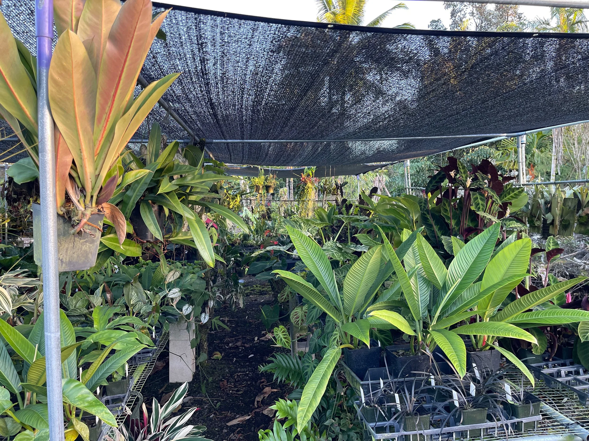 Philodendron campii 'Lynette' — Vintage Green Farms with Tom Piergrossi