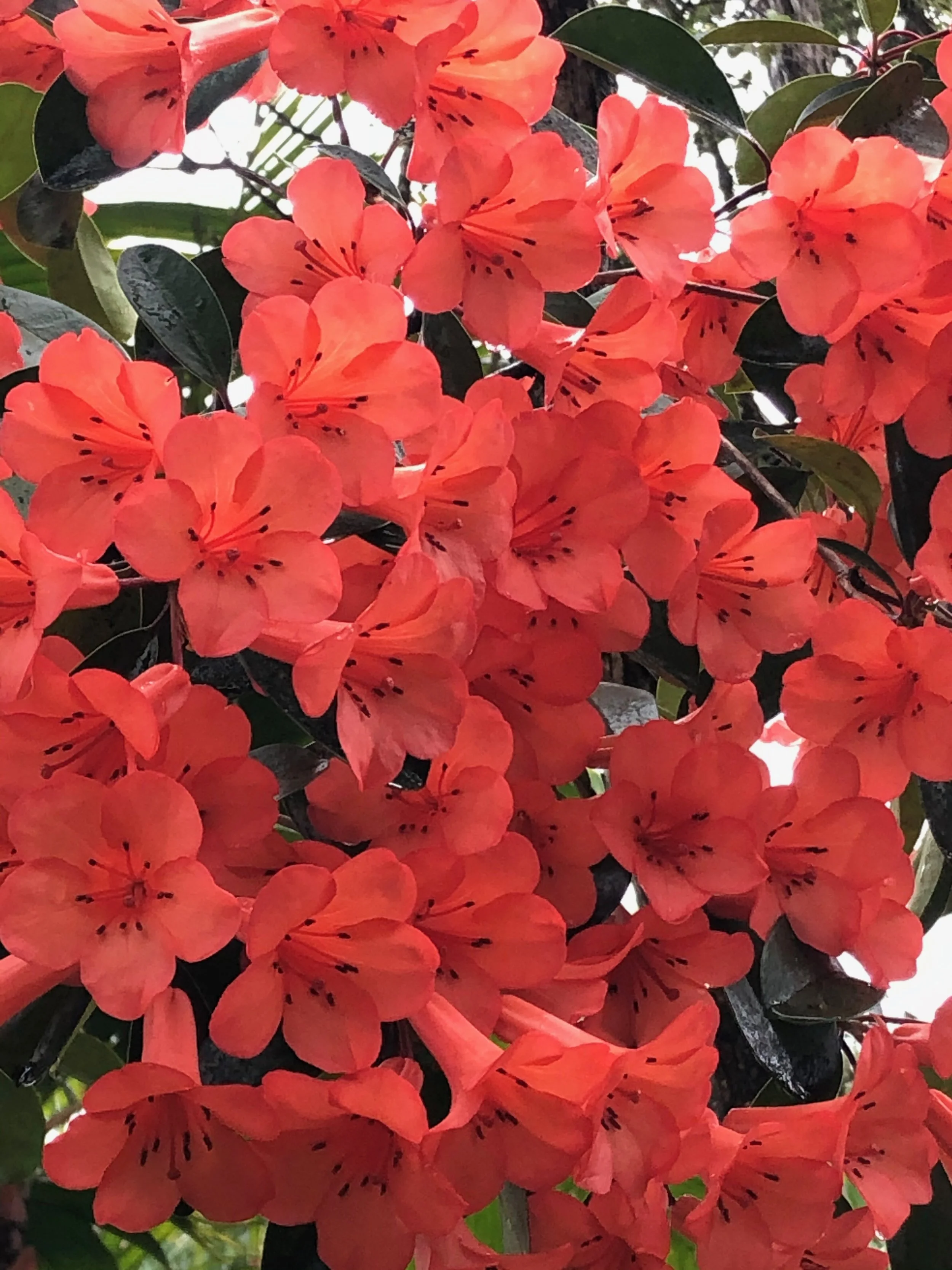 Rhododendron vireya 'Birats's Red' — Vintage Green Farms with Tom ...