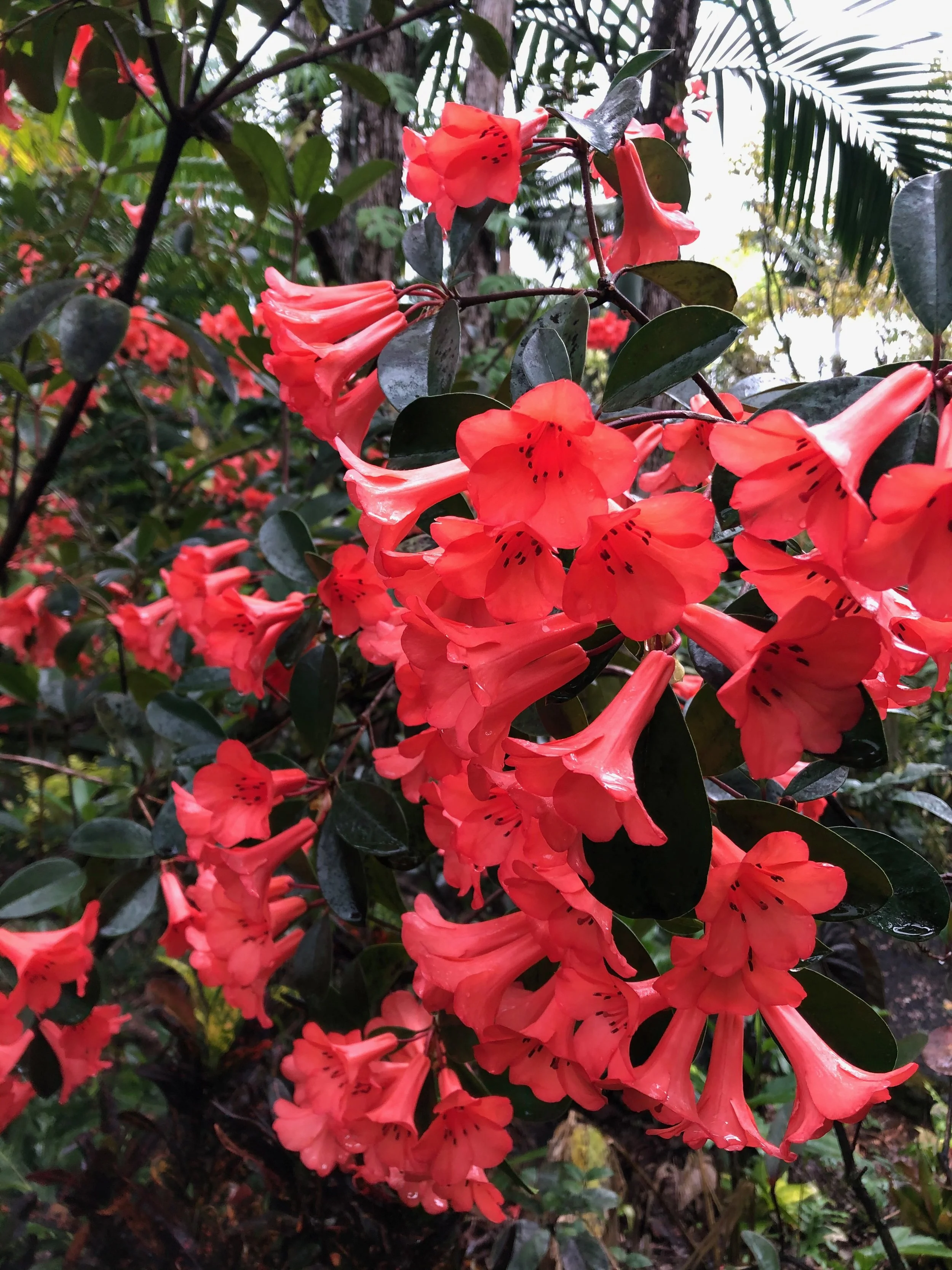 Rhododendron vireya 'Birats's Red' — Vintage Green Farms with Tom ...