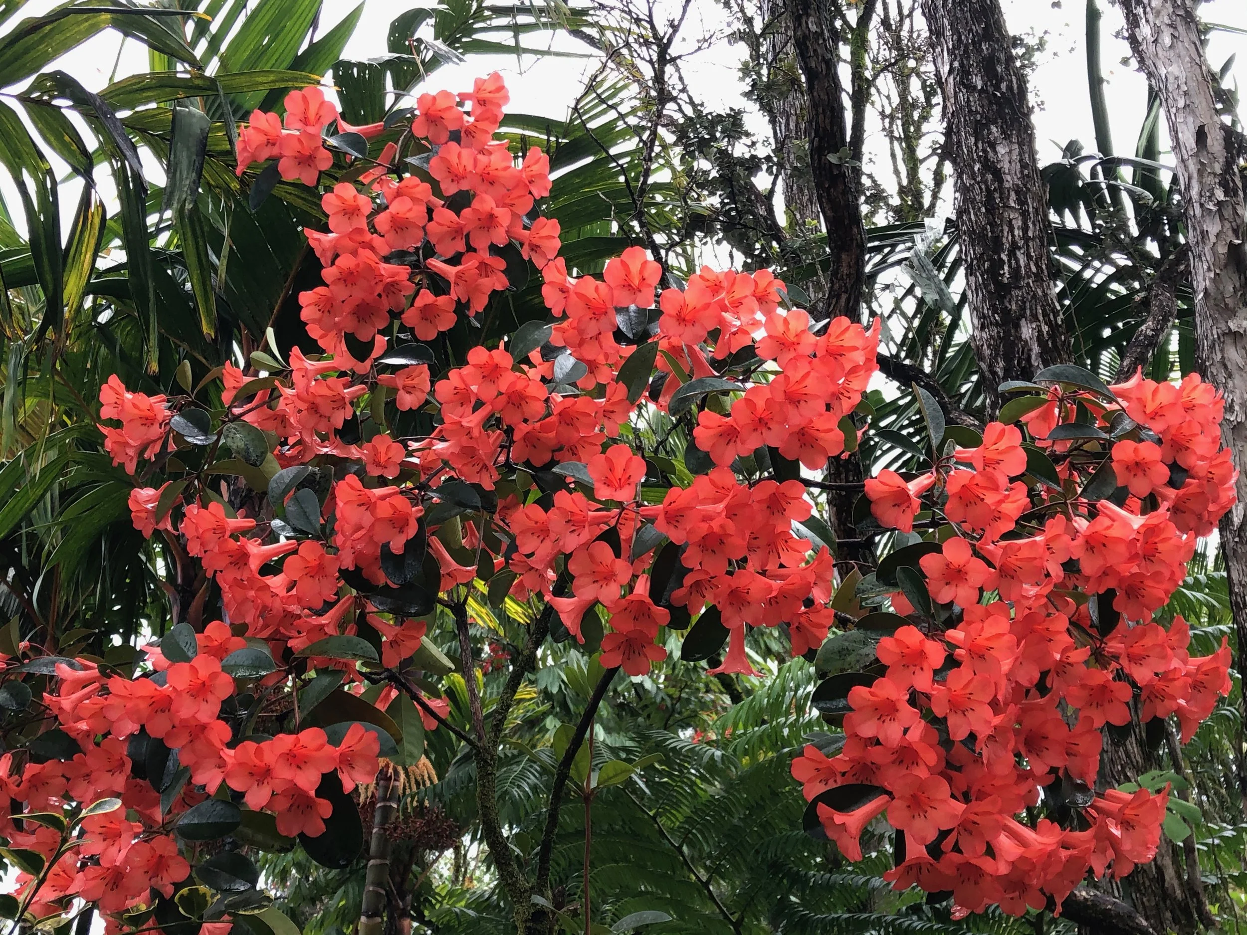 Rhododendron vireya 'Birats's Red' — Vintage Green Farms with Tom ...