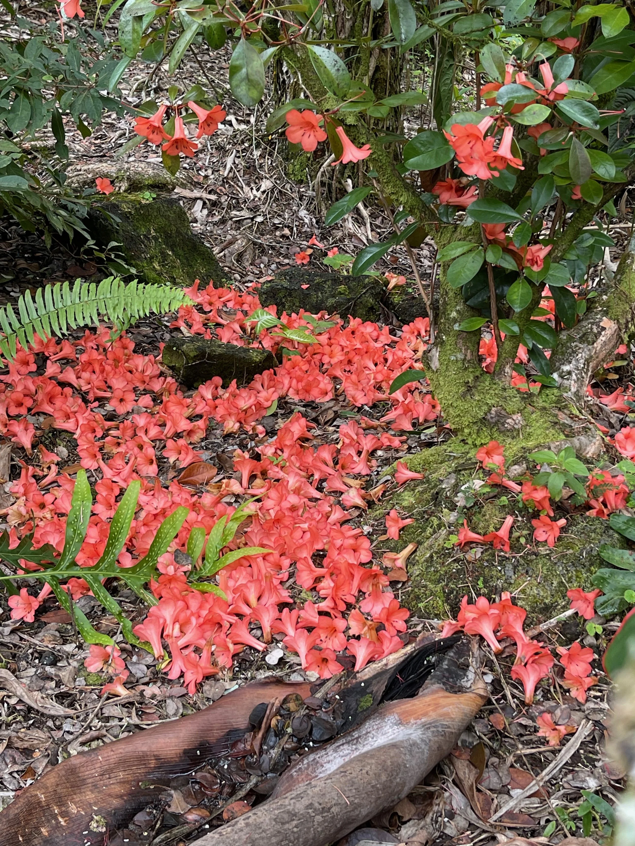 Rhododendron vireya 'Birats's Red' — Vintage Green Farms with Tom ...