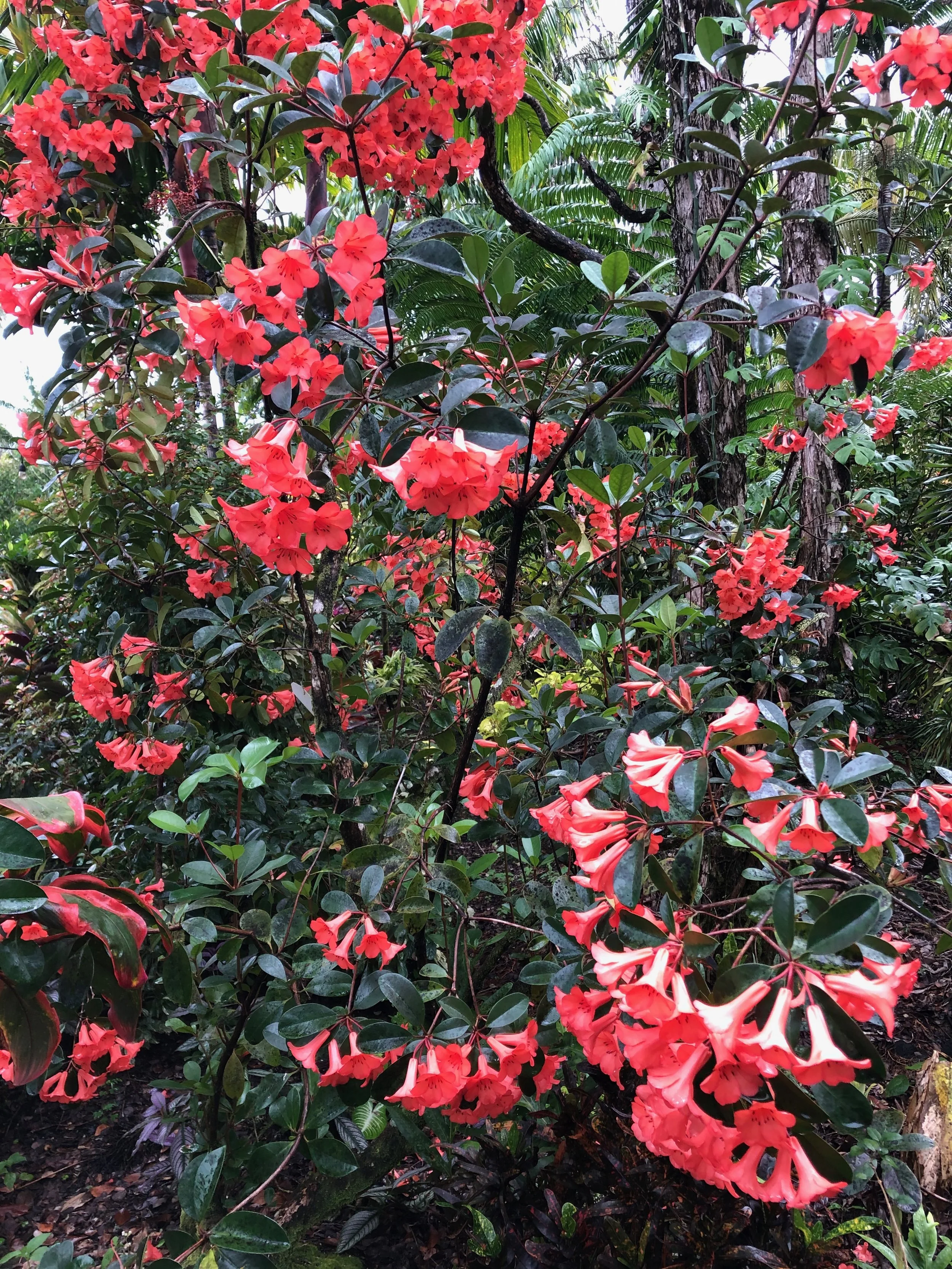 Rhododendron vireya 'Birats's Red' — Vintage Green Farms with Tom ...