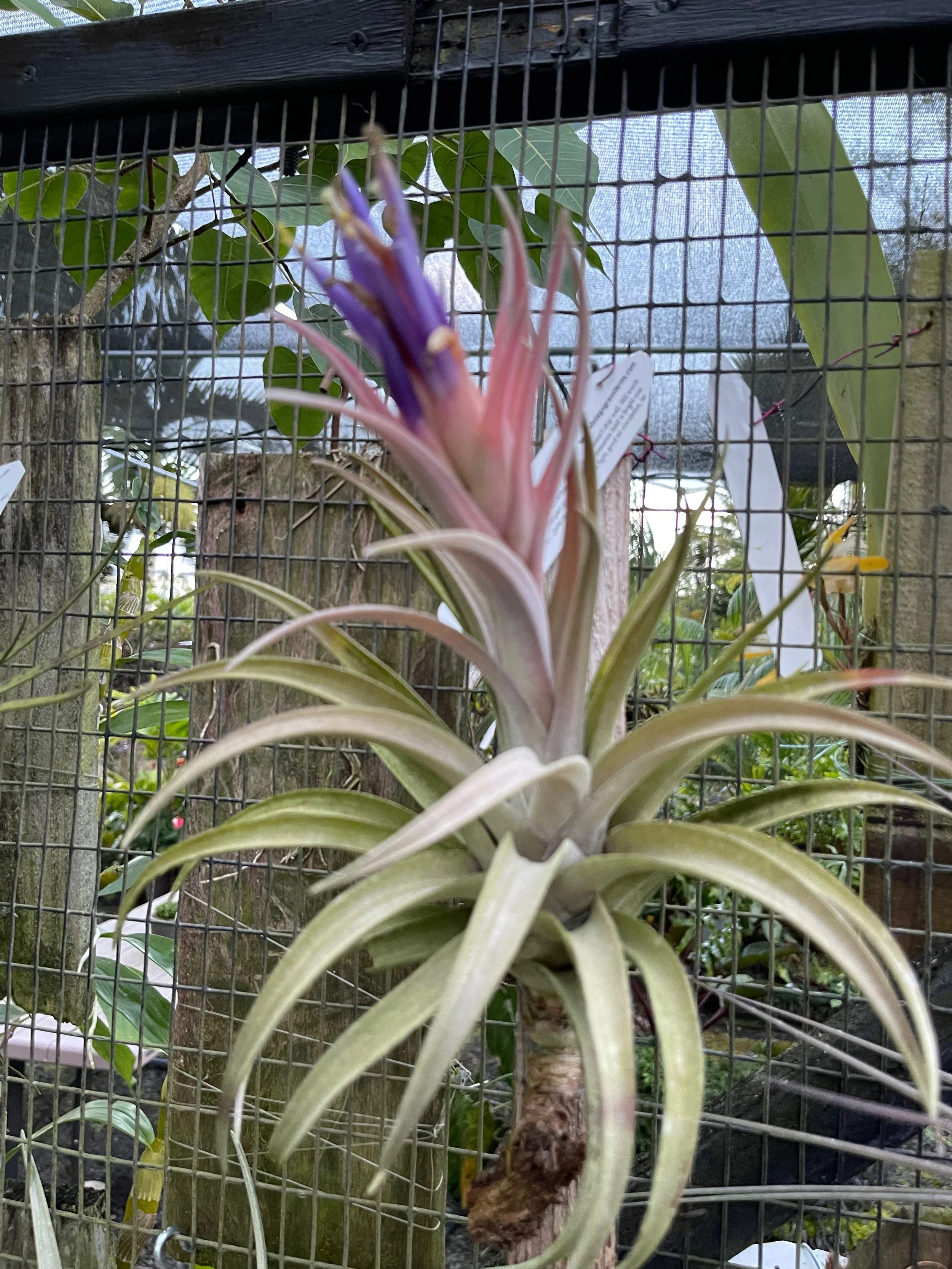 Tillandsia hondurensis — Vintage Green Farms with Tom Piergrossi