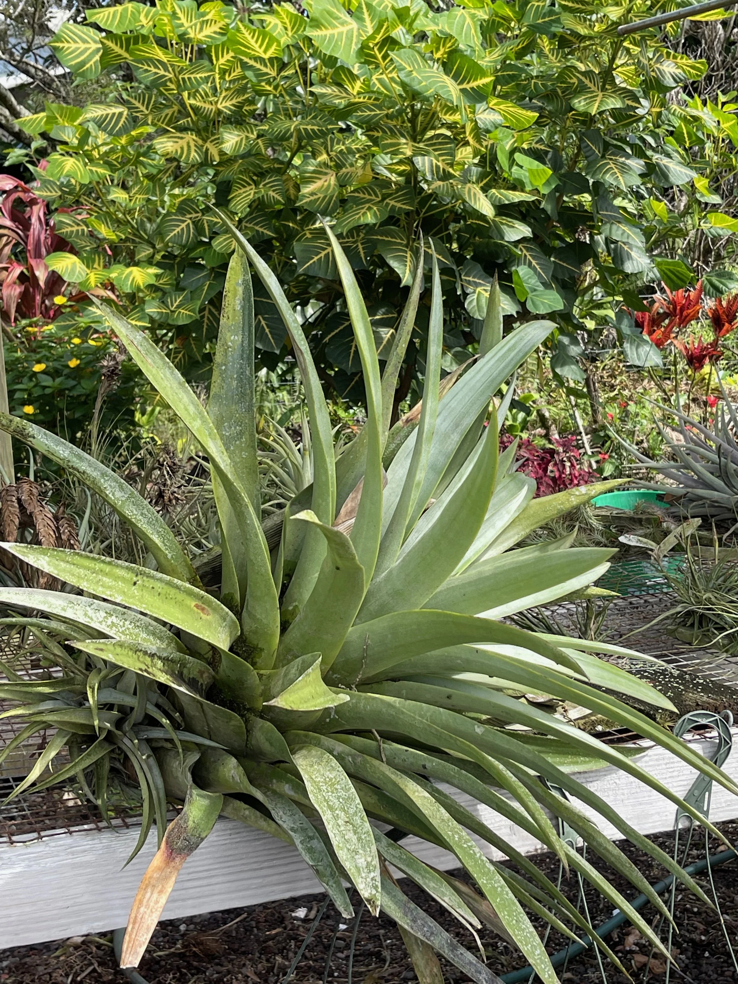 Tillandsia mima — Vintage Green Farms with Tom Piergrossi