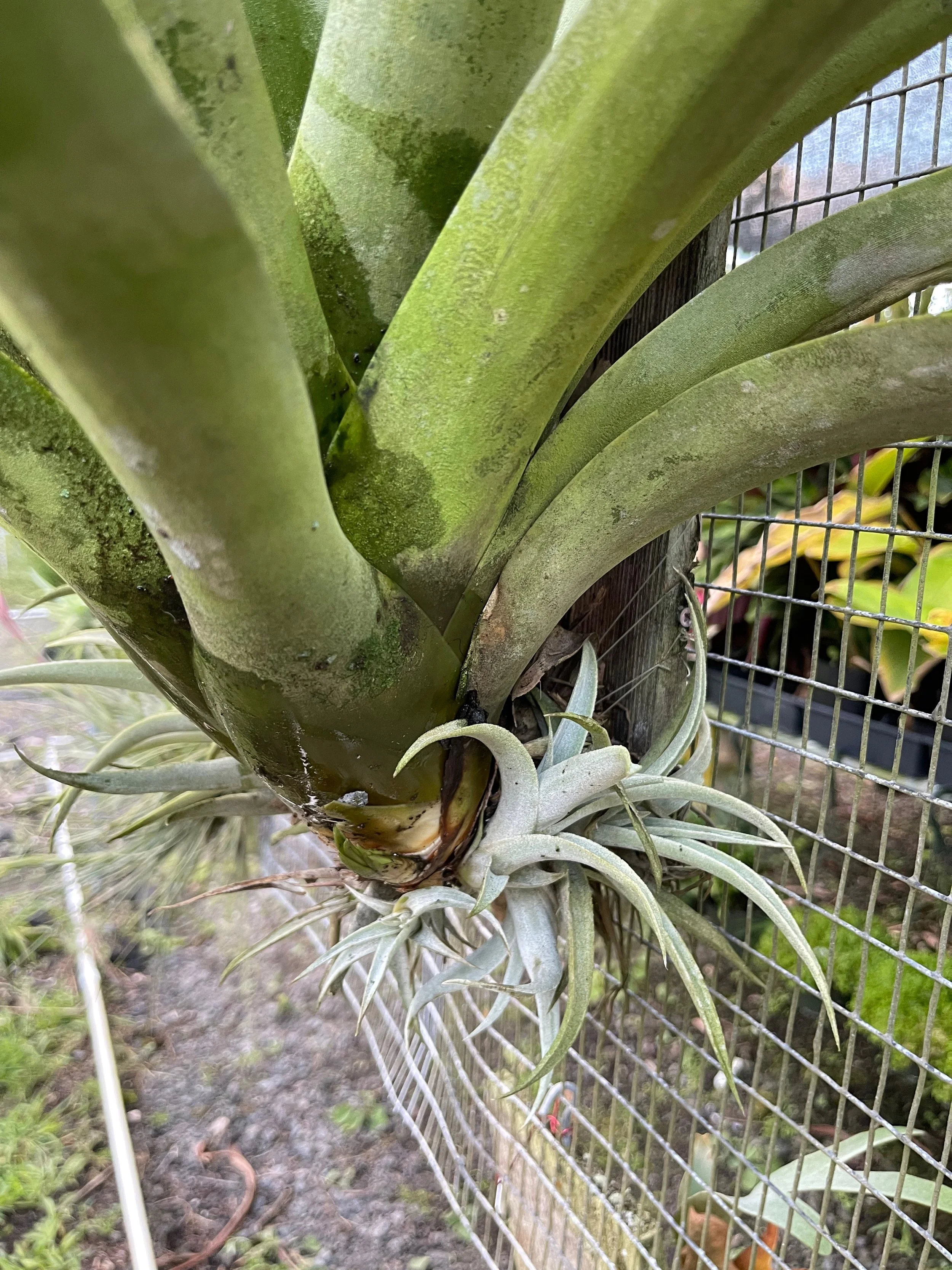 Tillandsia mima — Vintage Green Farms with Tom Piergrossi