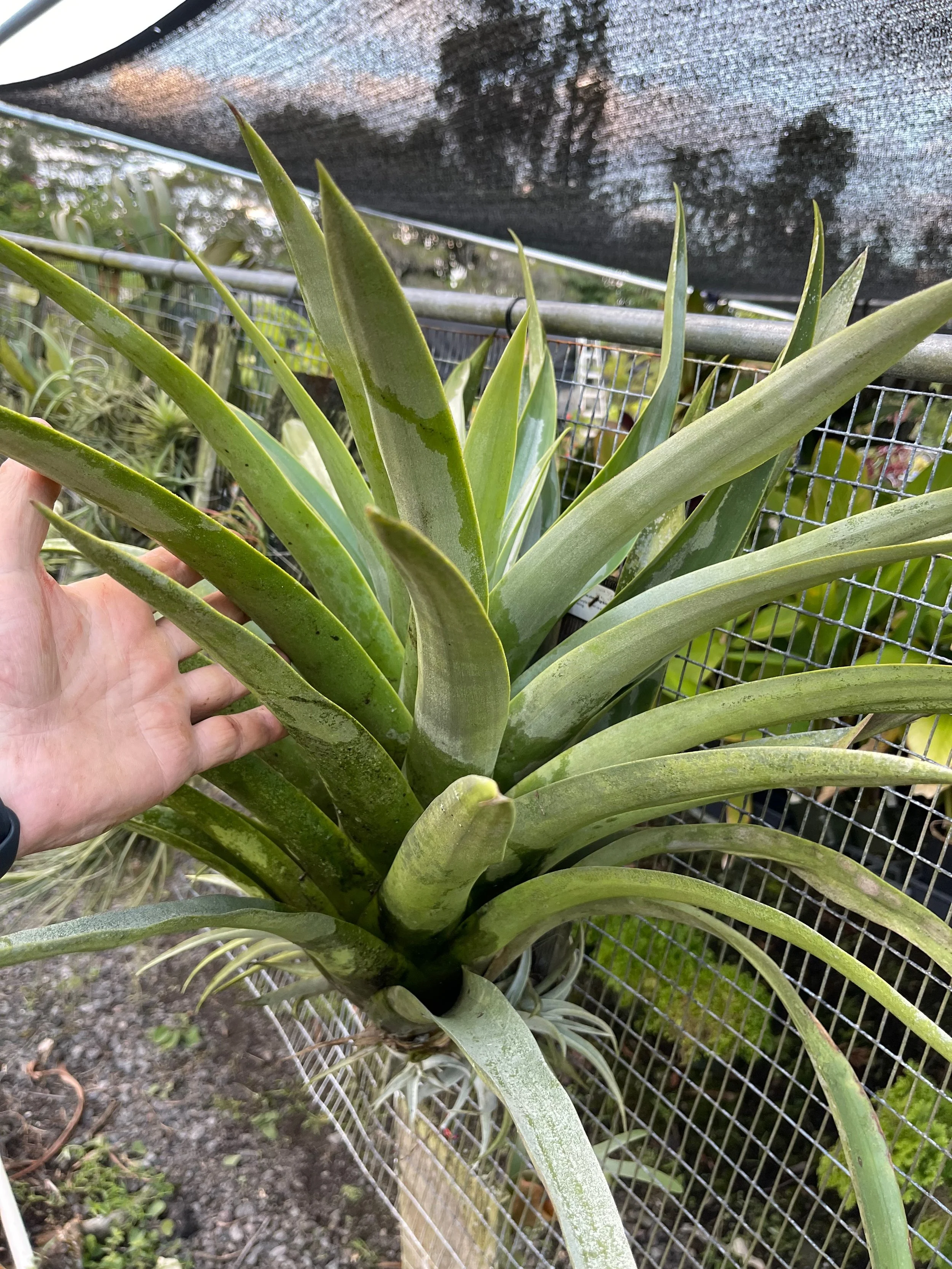 Tillandsia mima — Vintage Green Farms with Tom Piergrossi