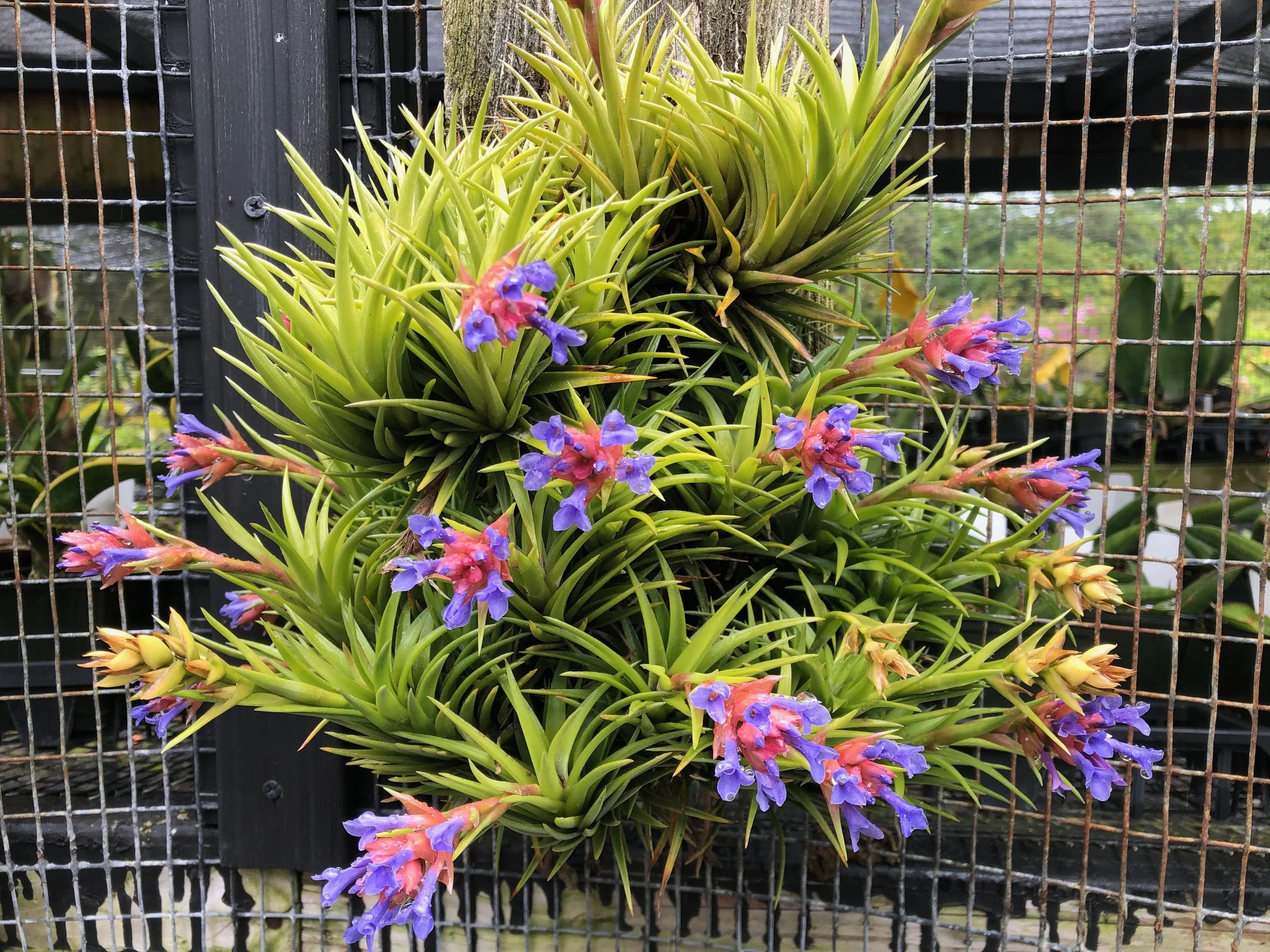 Tillandsia neglecta — Vintage Green Farms with Tom Piergrossi