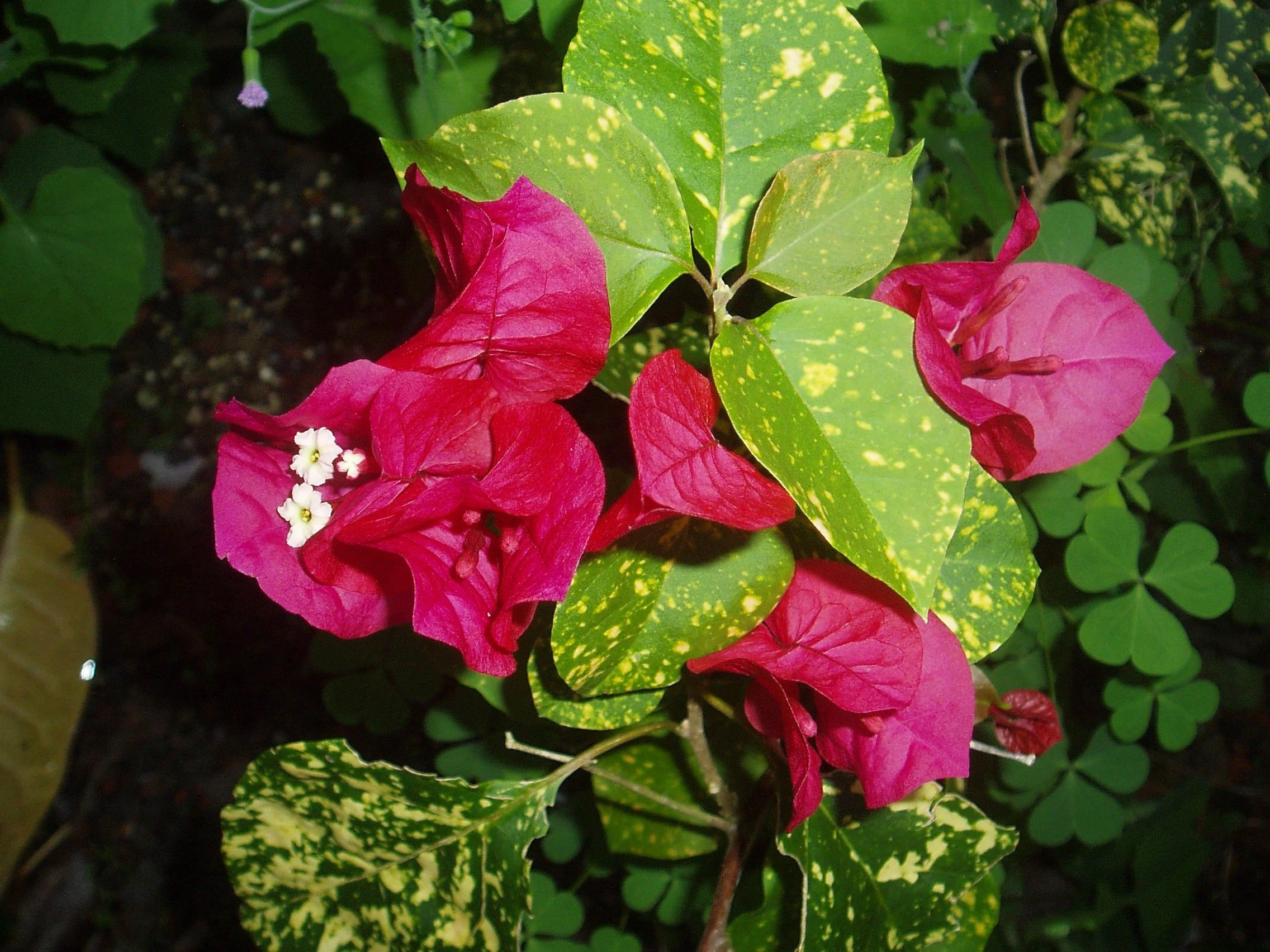 Bougainvillea 'Diamond Red' — Vintage Green Farms with Tom Piergrossi