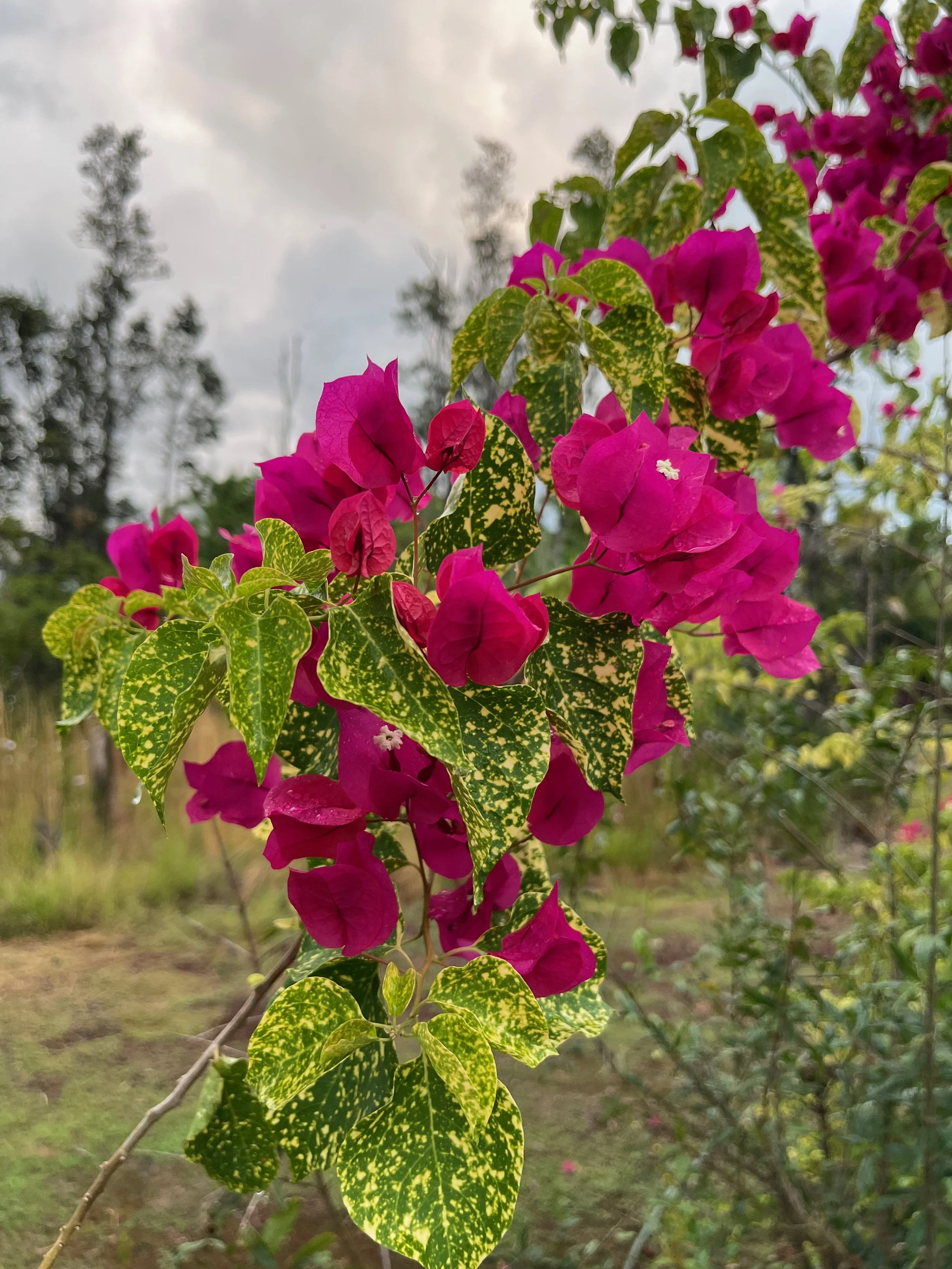 Bougainvillea 'Diamond Red' — Vintage Green Farms with Tom Piergrossi