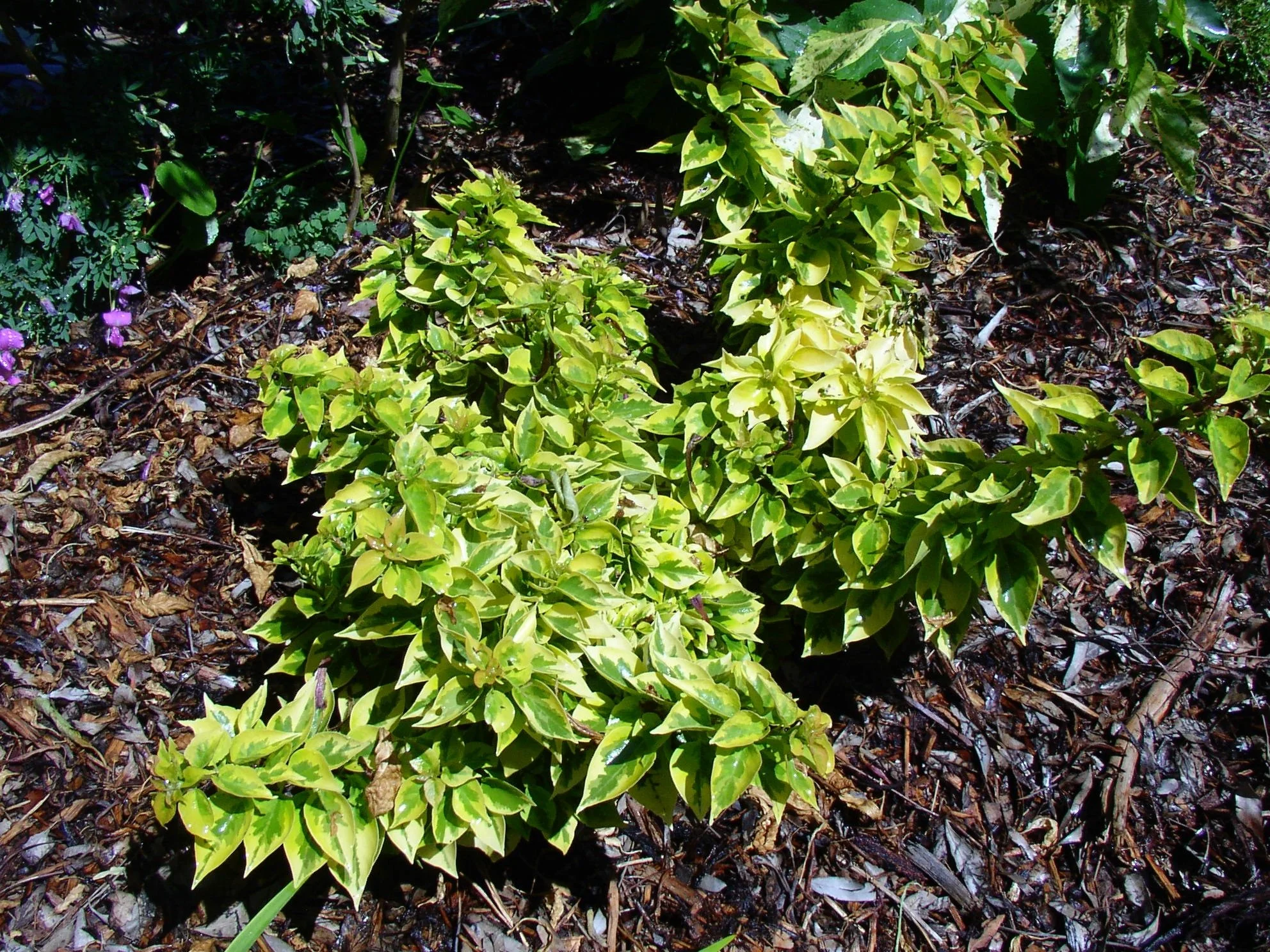 Bougainvillea (Shrub) 'Pixie Queen' — Vintage Green Farms with Tom ...