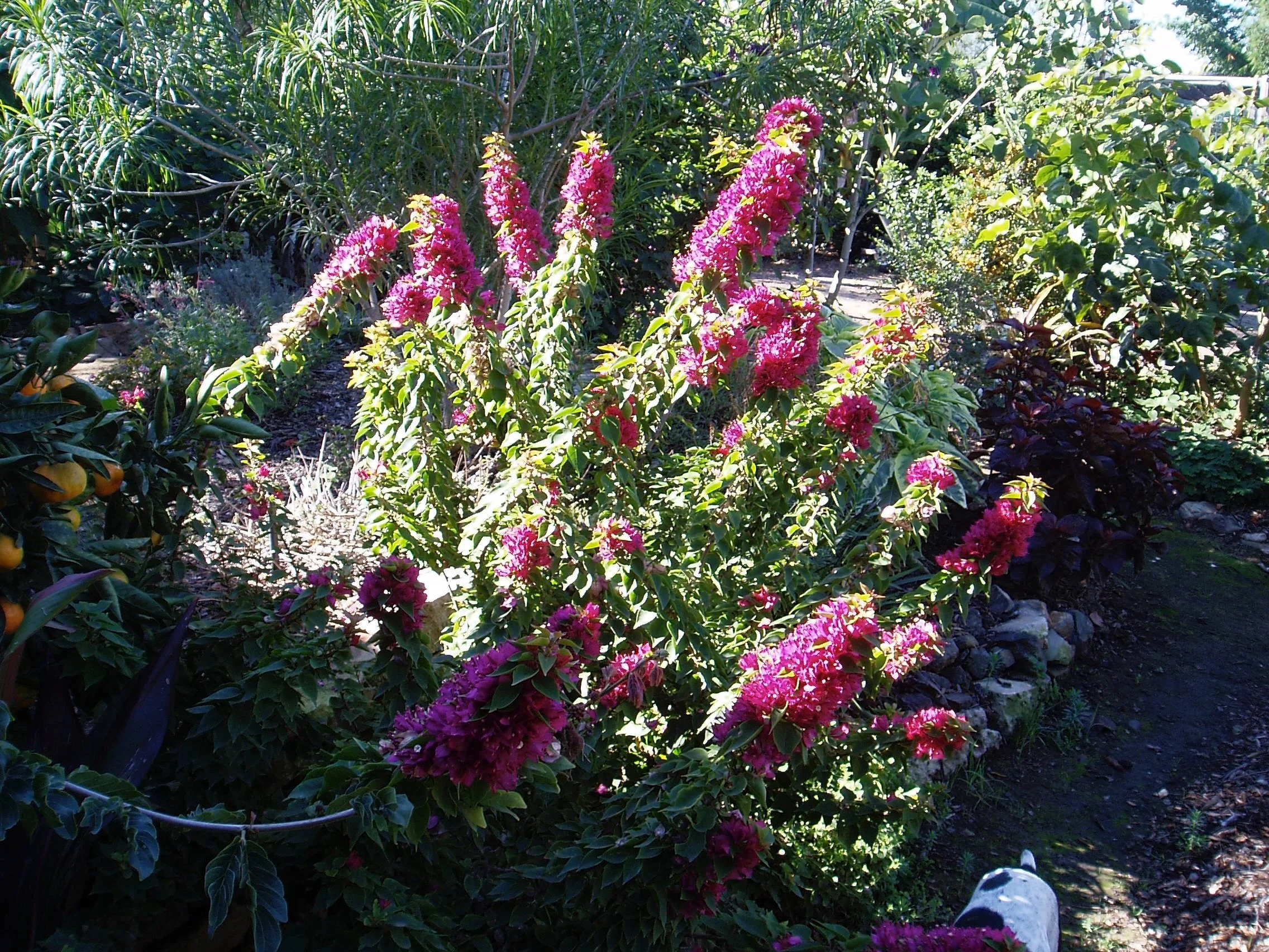 Bougainvillea (Shrub) 'Pixie Queen' — Vintage Green Farms with Tom ...