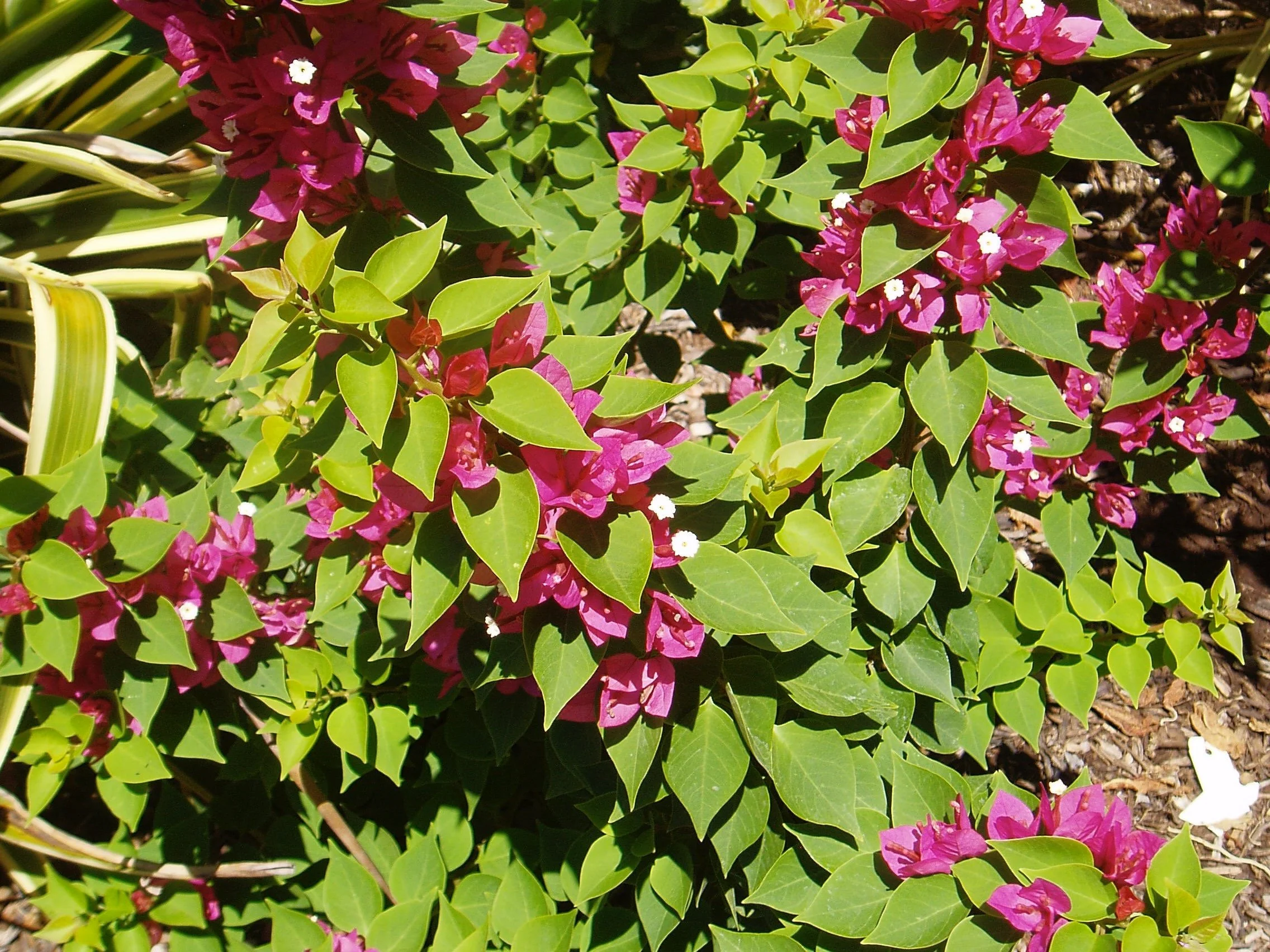 Bougainvillea (Shrub) 'Torch Glow' — Vintage Green Farms with Tom ...