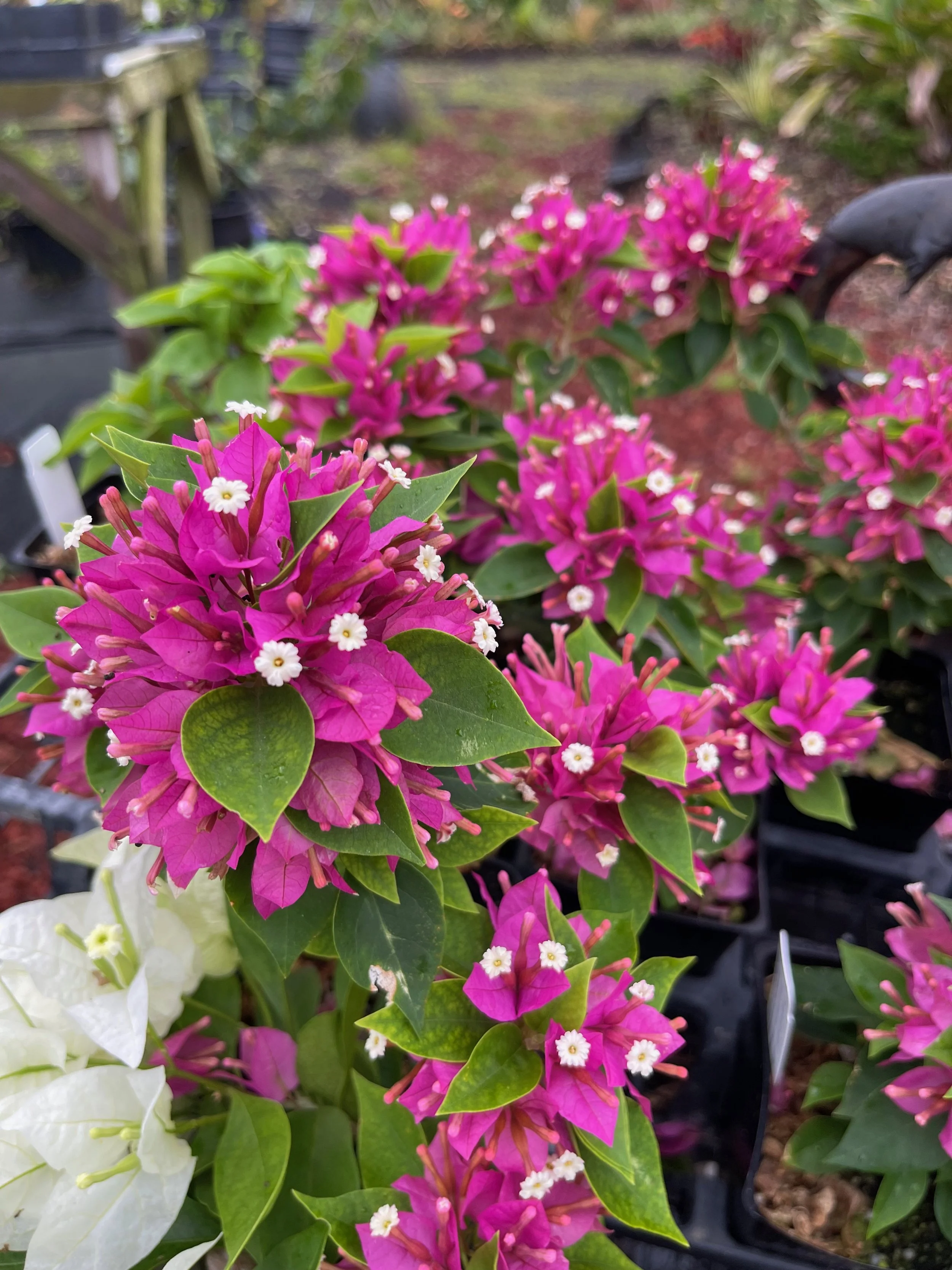 Bougainvillea (Shrub) 'Torch Glow' — Vintage Green Farms with Tom ...