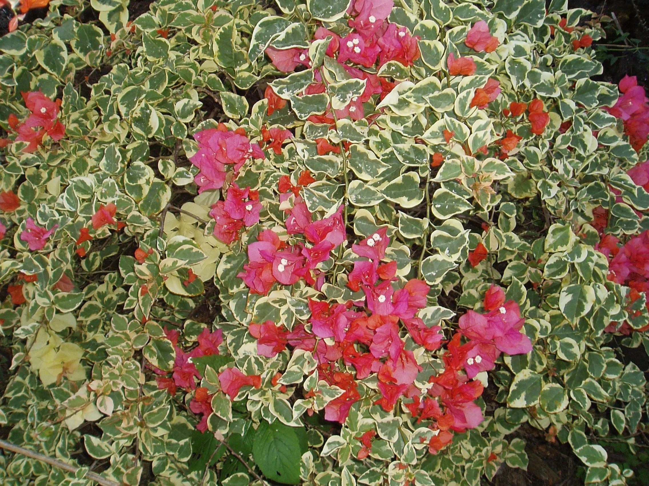 Bougainvillea (Variegated Pink) — Vintage Green Farms with Tom Piergrossi