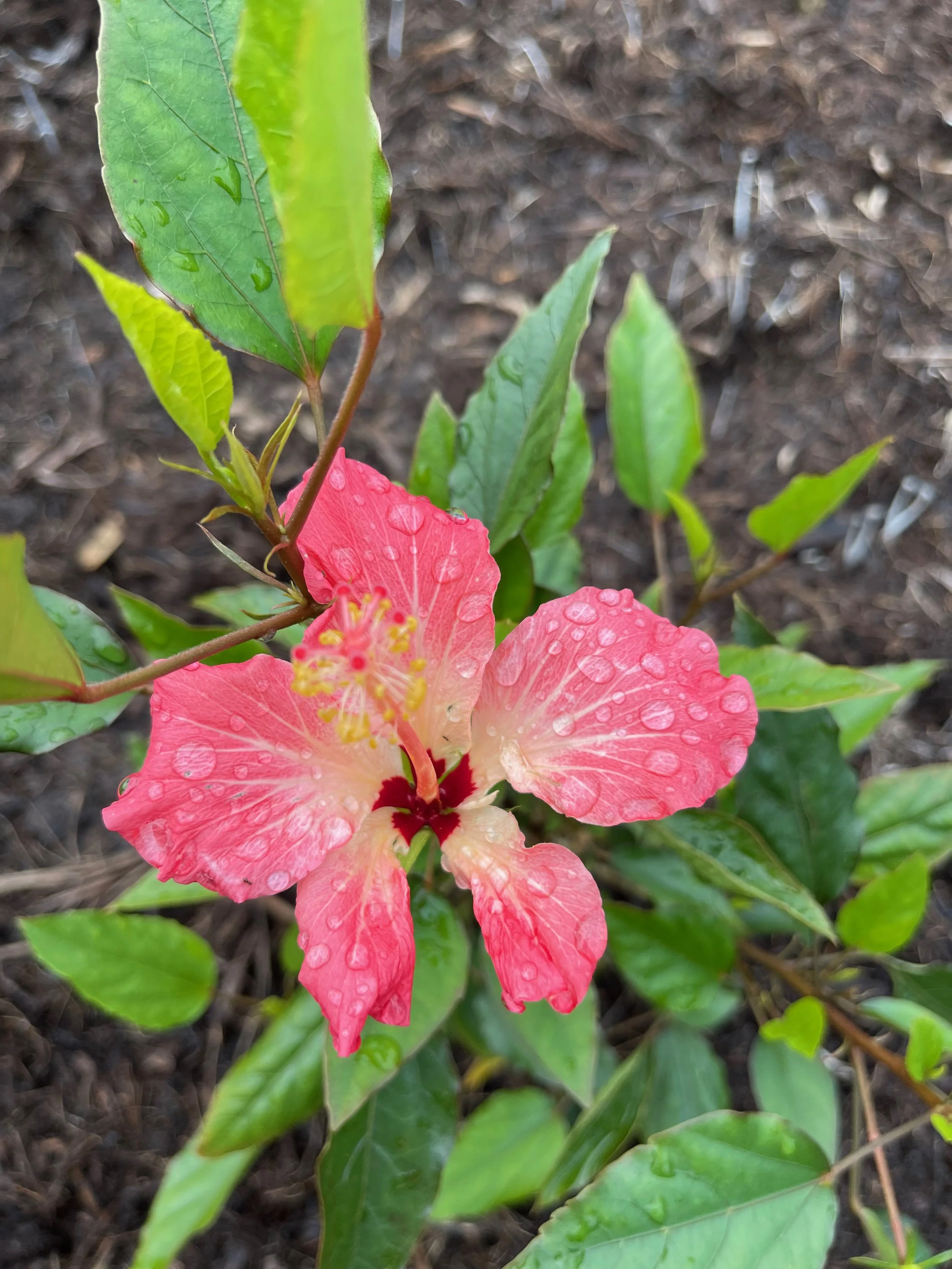 Hibiscus storckii — Vintage Green Farms with Tom Piergrossi