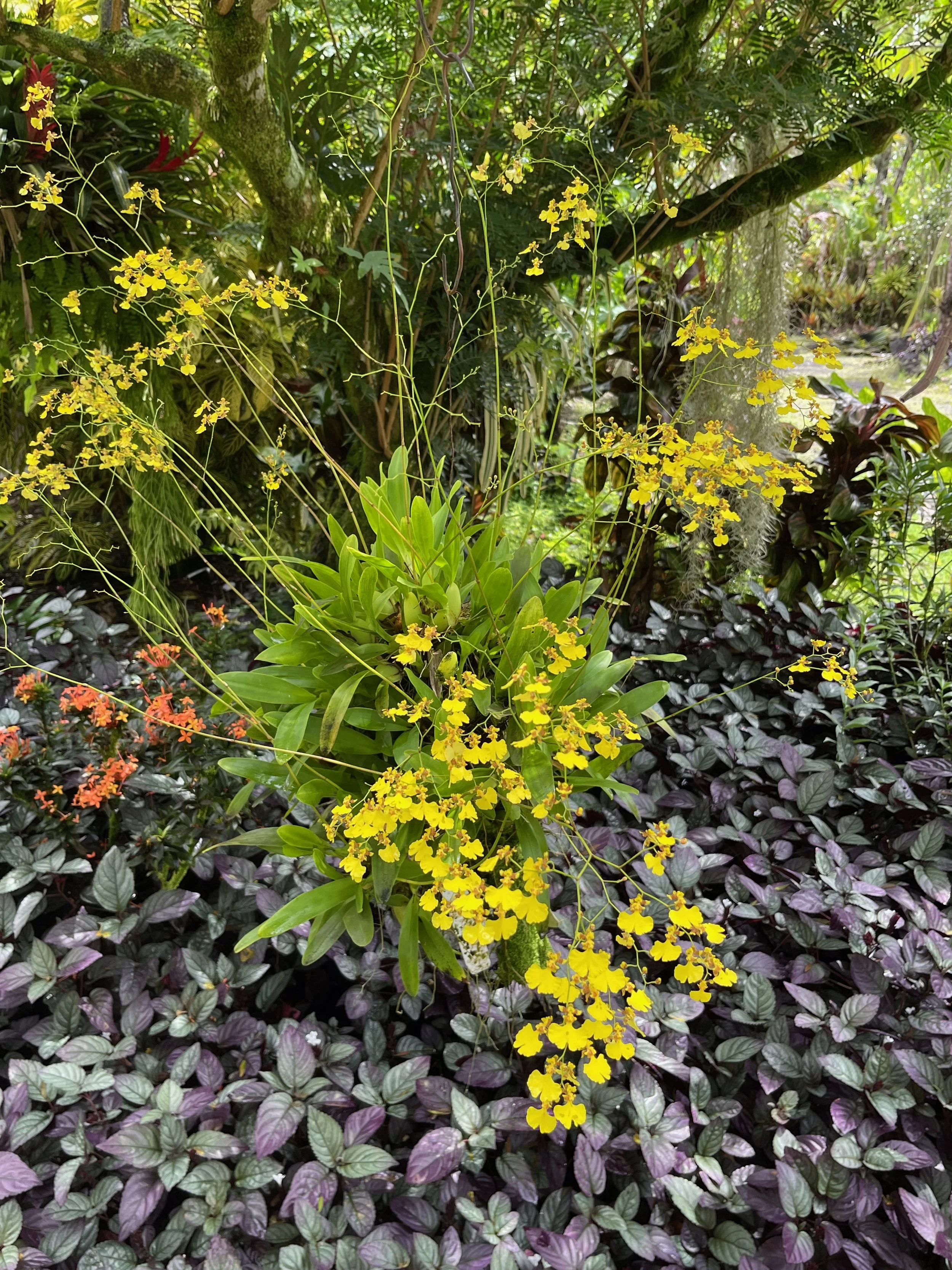 Oncidium flexuosum — Vintage Green Farms with Tom Piergrossi