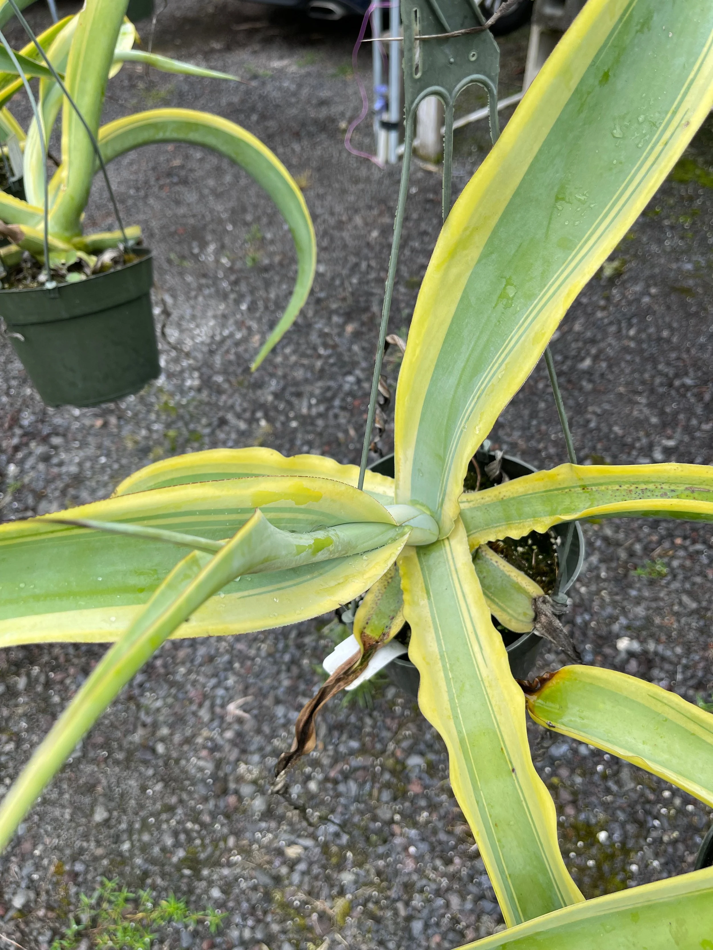 Agave vilmoriniana 'Stained Glass' — Vintage Green Farms with Tom ...