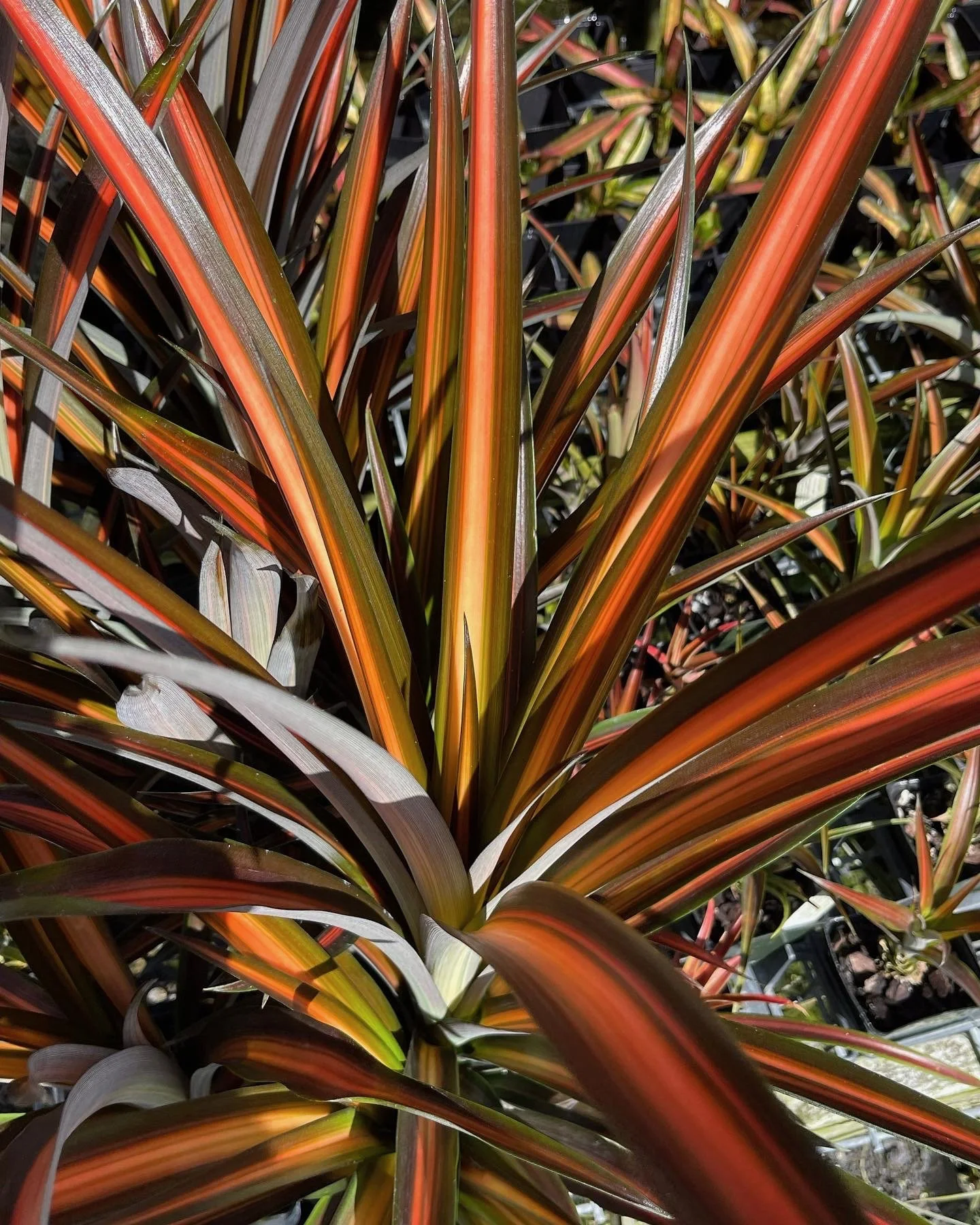 Ananas lucidus 'Lava Burst' — Vintage Green Farms with Tom Piergrossi