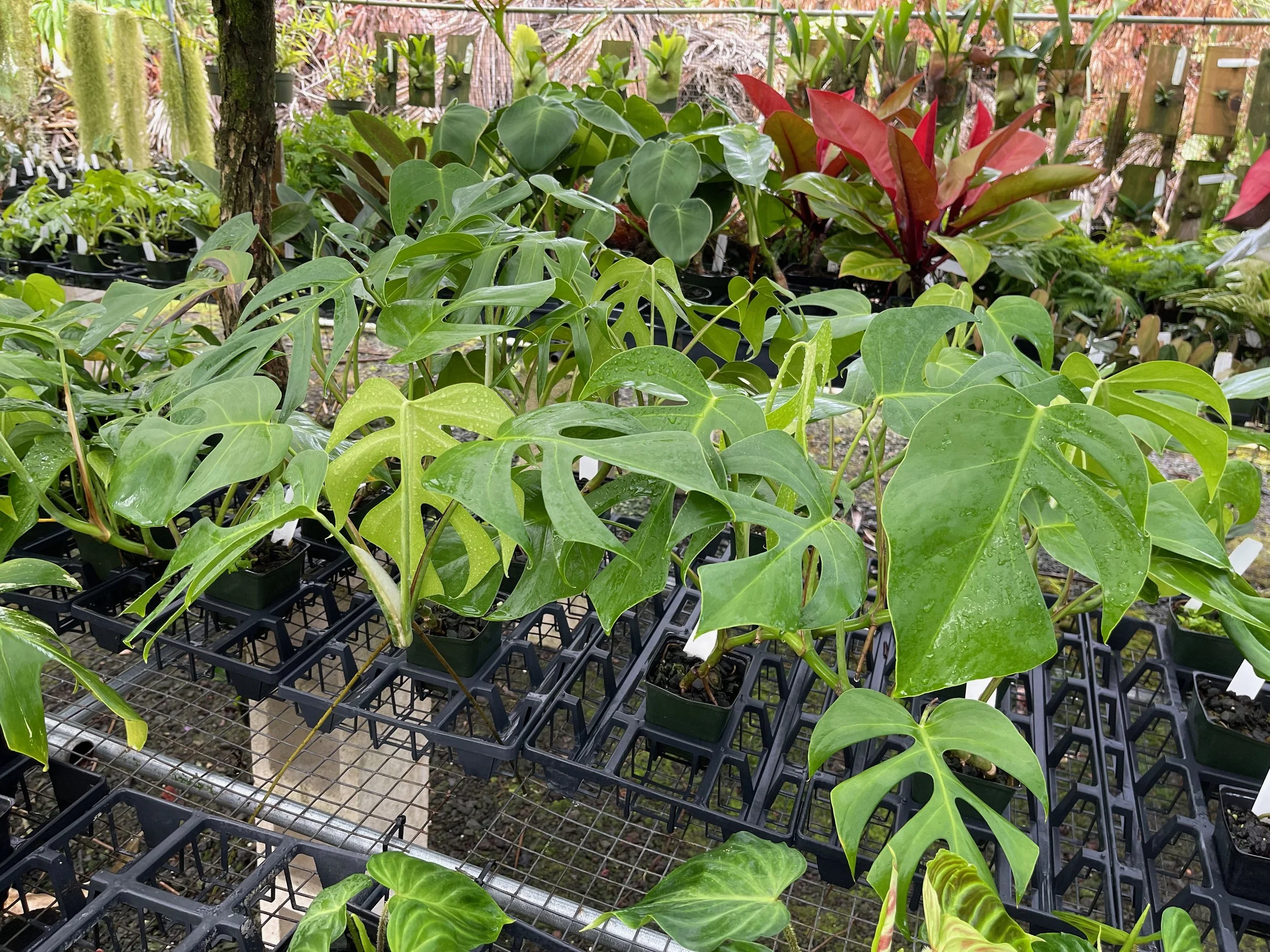 Monstera deliciosa var. sierrana — Vintage Green Farms with Tom Piergrossi